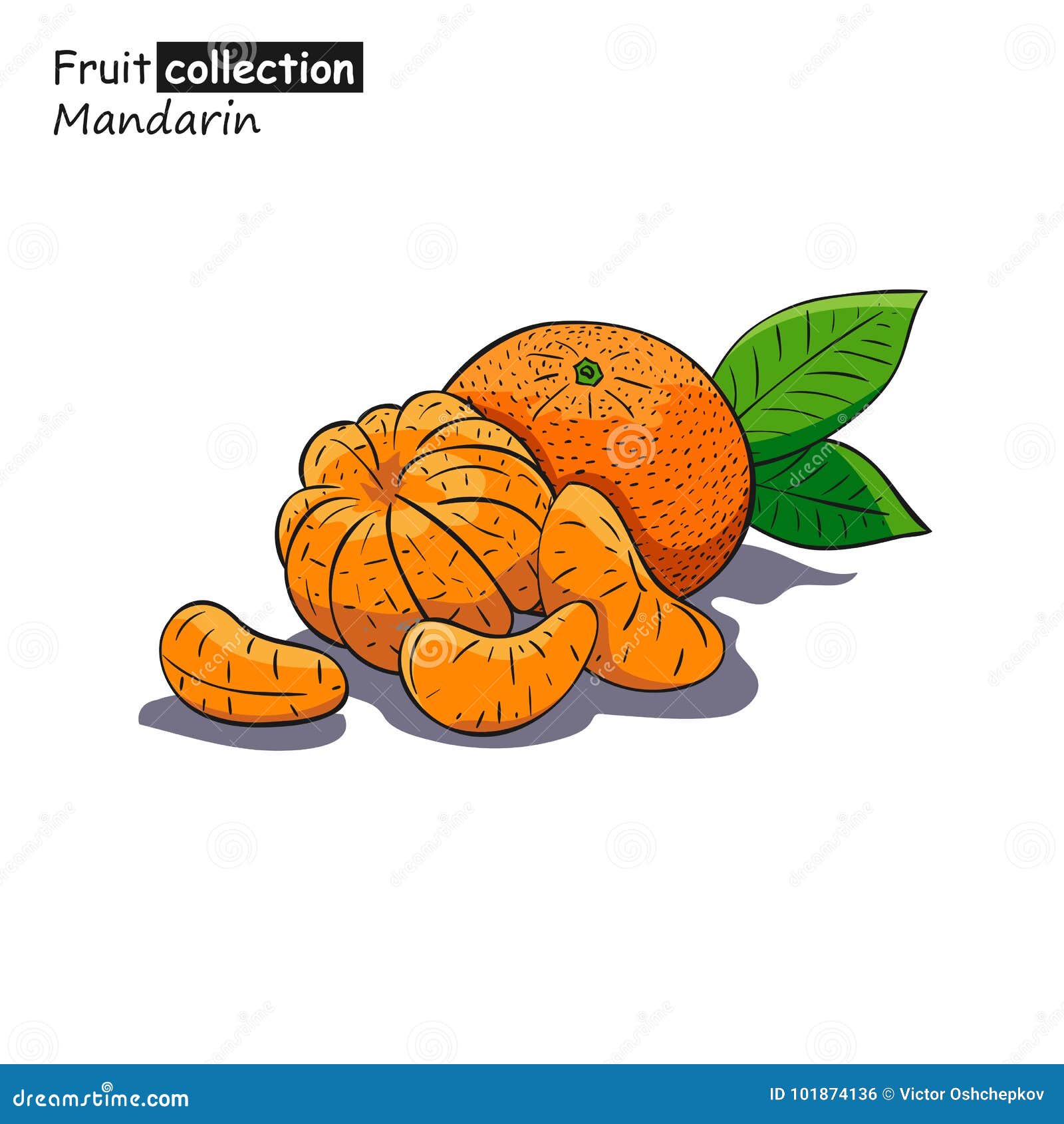 Colored mandarin sketch stock vector. Illustration of mandarin - 101874136