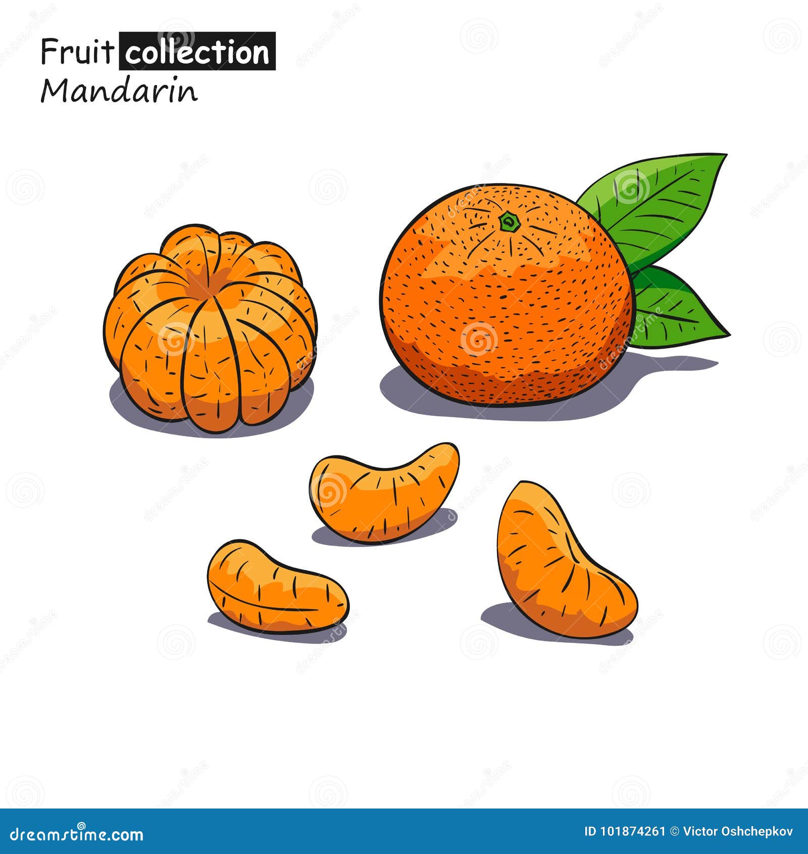 Colored mandarin sketch stock vector. Illustration of healthy - 101874261