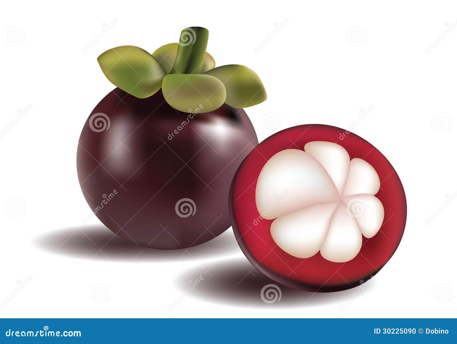 Mangosteen Illustration stock vector. Illustration of fruiting - 30225090