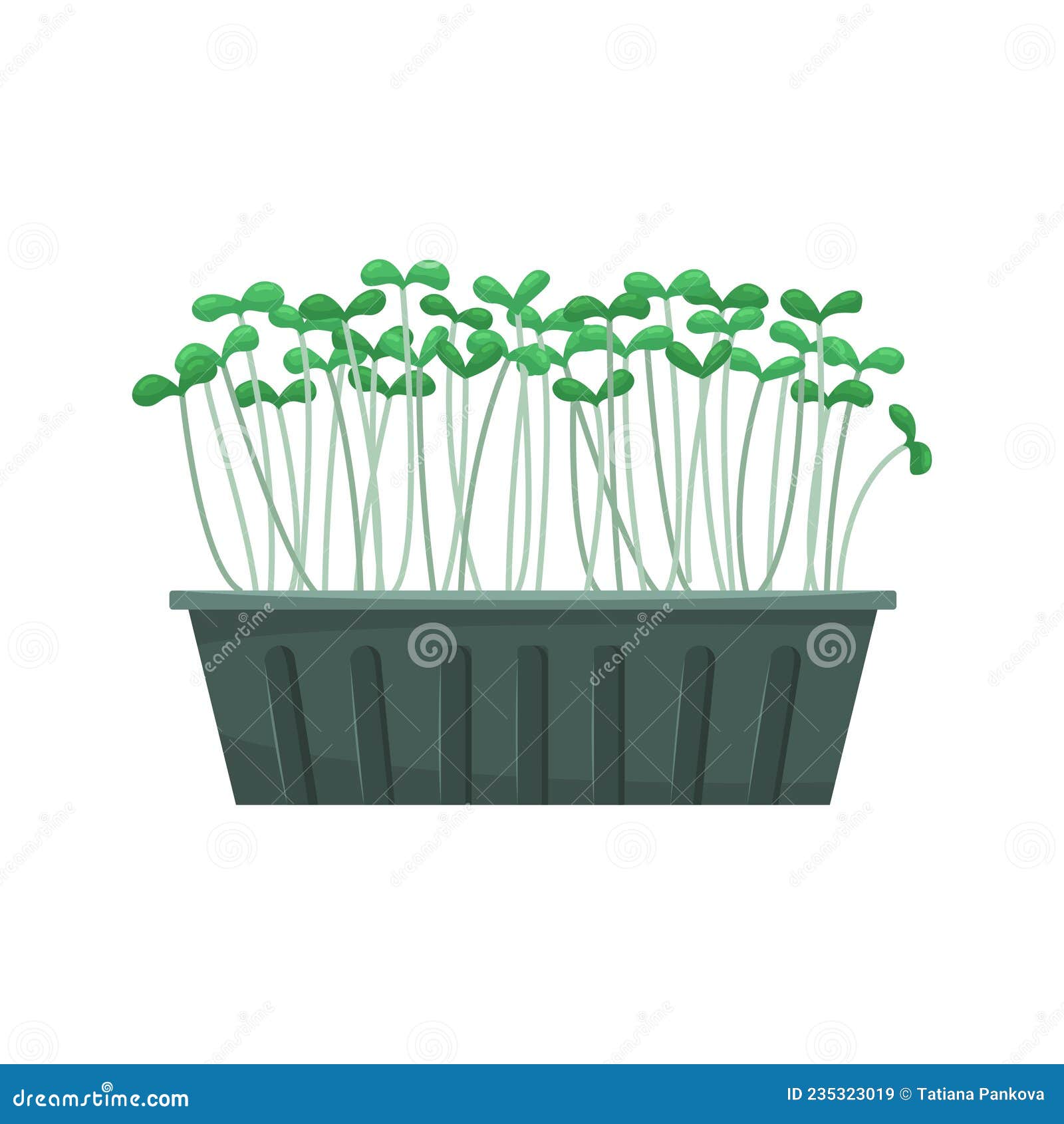 Vector Illustration of Microgreens in a Growing Tray. Healthy Young ...