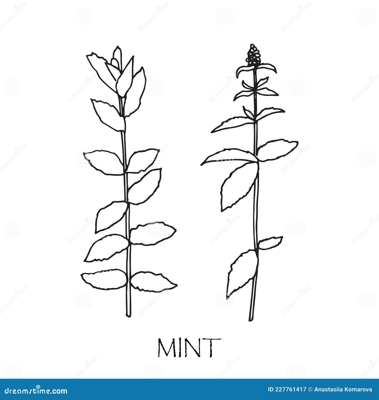 Vector Illustration of Mint. Doodle Sketch Stock Vector - Illustration ...