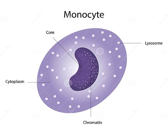 Vector Illustration of Monocyte Structure. Stock Vector - Illustration ...