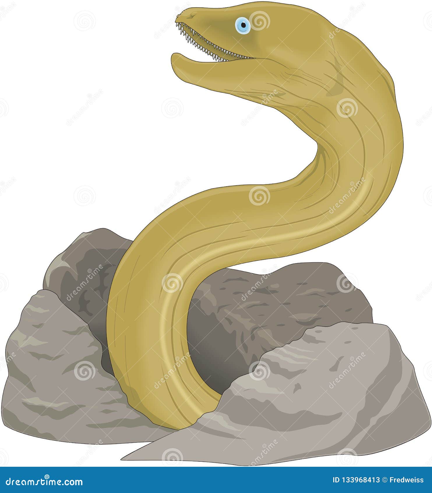 Moray Eel Illustration stock vector. Illustration of animals - 133968413