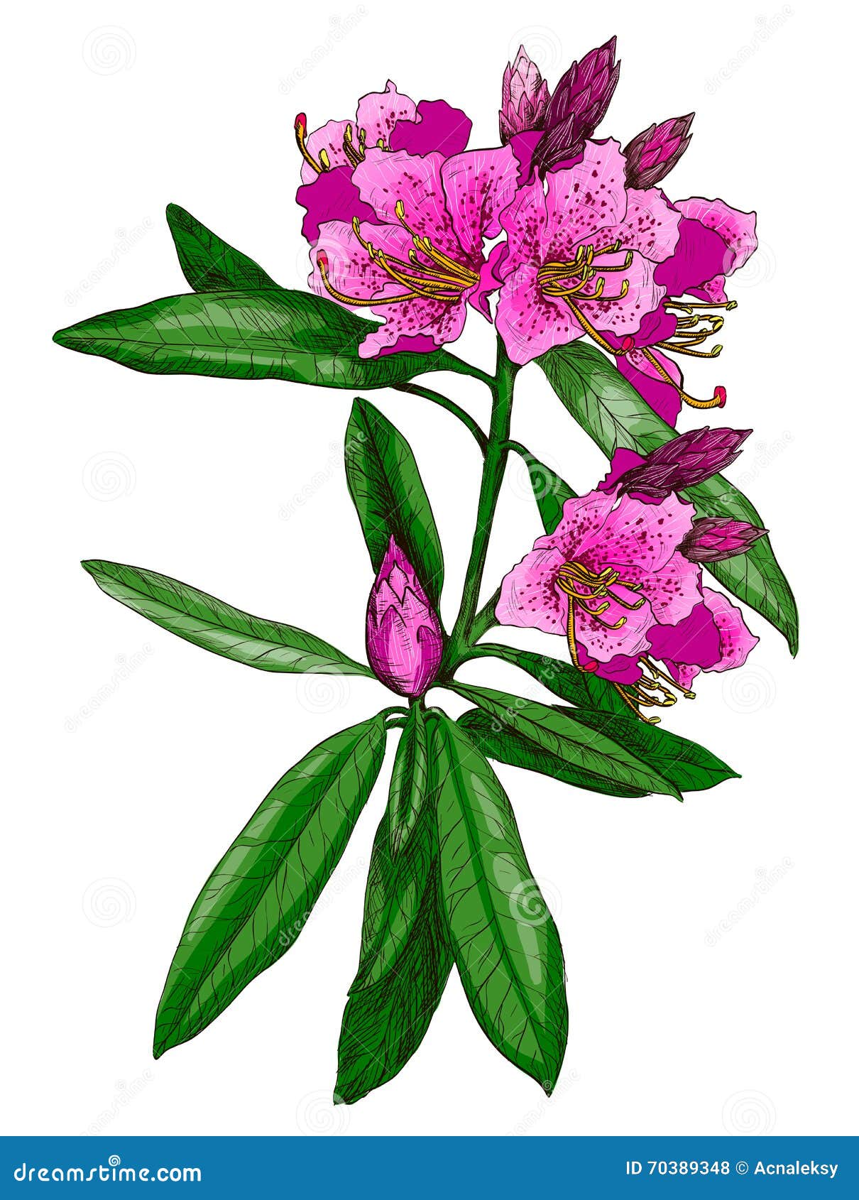 Vector Illustration of Nerium Oleander Stock Vector - Illustration of ...