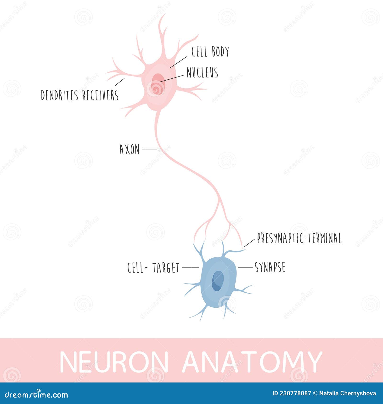 Axon Vector Illustration. Labeled Diagram With Explanation And ... Axon Vector Illustration. Labeled Diagram With Explanation And ...
