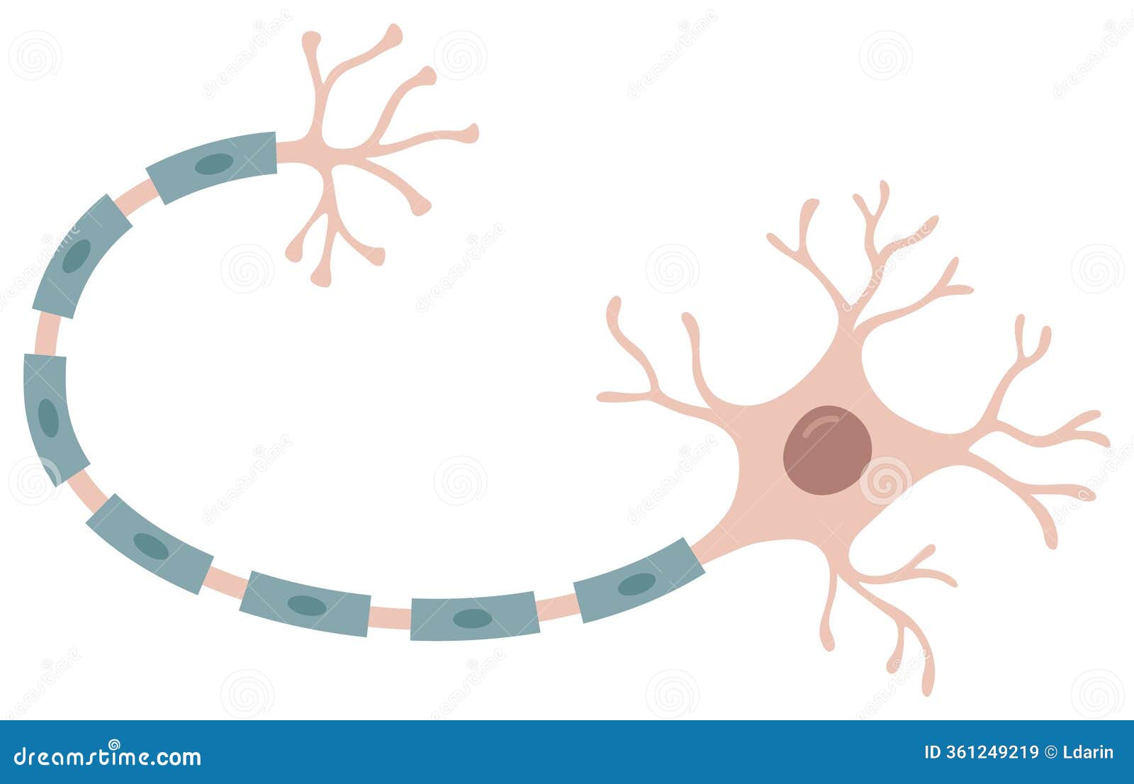 Vector Illustration of Neuron Cell Stock Illustration - Illustration of ...
