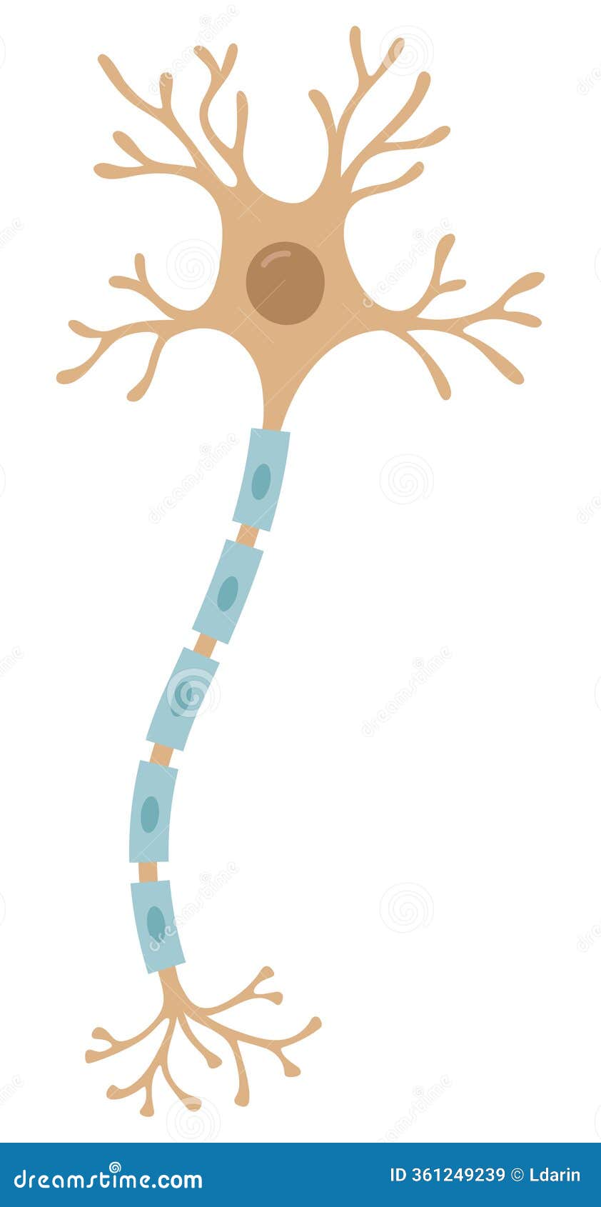 Vector Illustration of Neuron Cell Stock Illustration - Illustration of ...