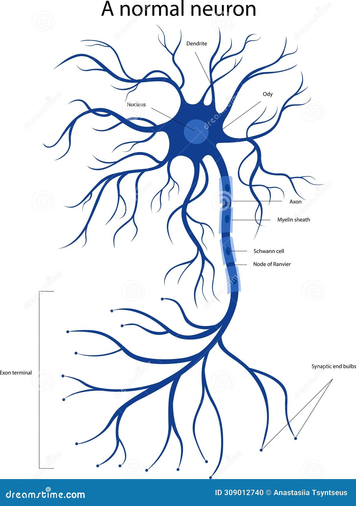 Vector Illustration of a Normal Neuron. Structure of a Neuron. Stock ... Vector Illustration of a Normal Neuron. Structure of a Neuron. Stock ...