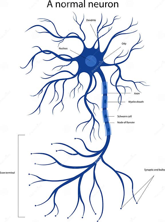 Vector Illustration of a Normal Neuron. Structure of a Neuron. Stock ...