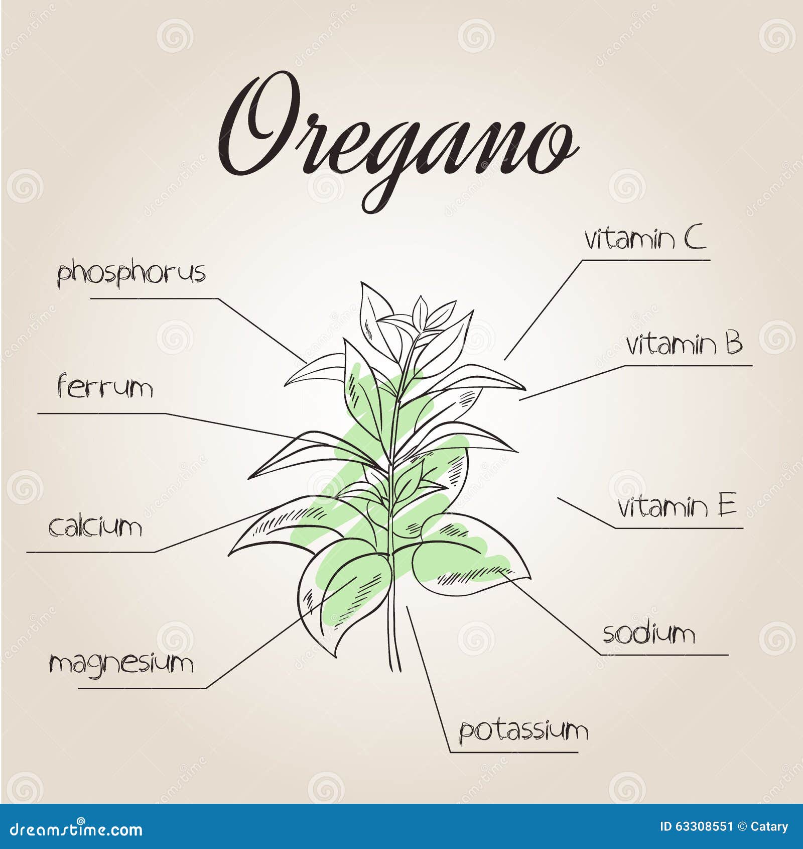 Vector Illustration of Nutrient List for Oregano Stock Vector ...