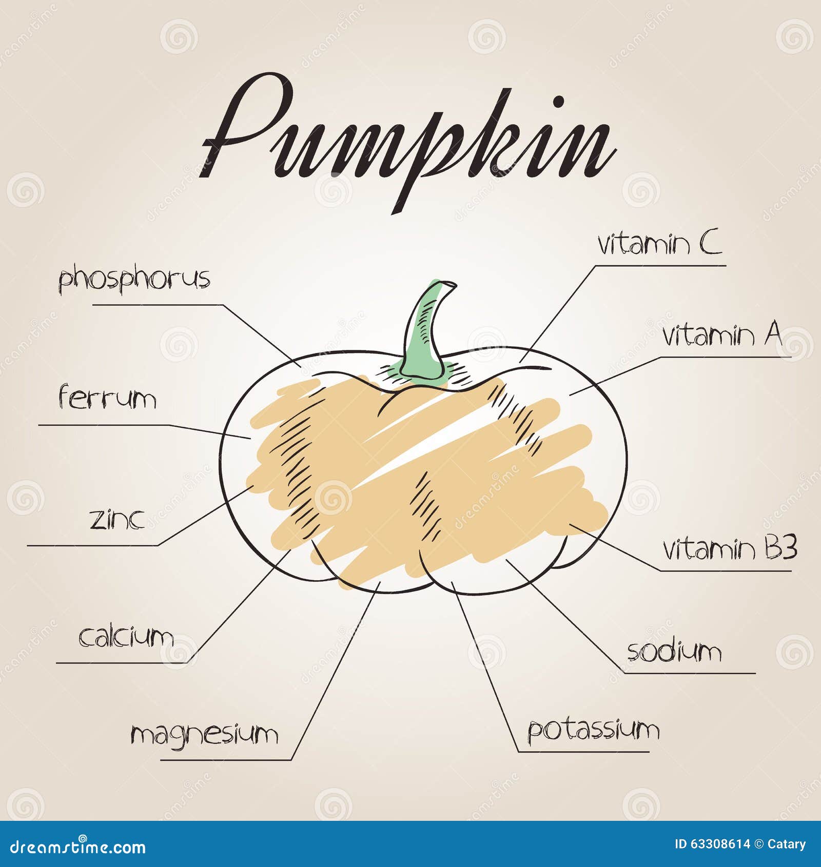 Vector Illustration of Nutrient List for Pumpkin Stock Vector ...