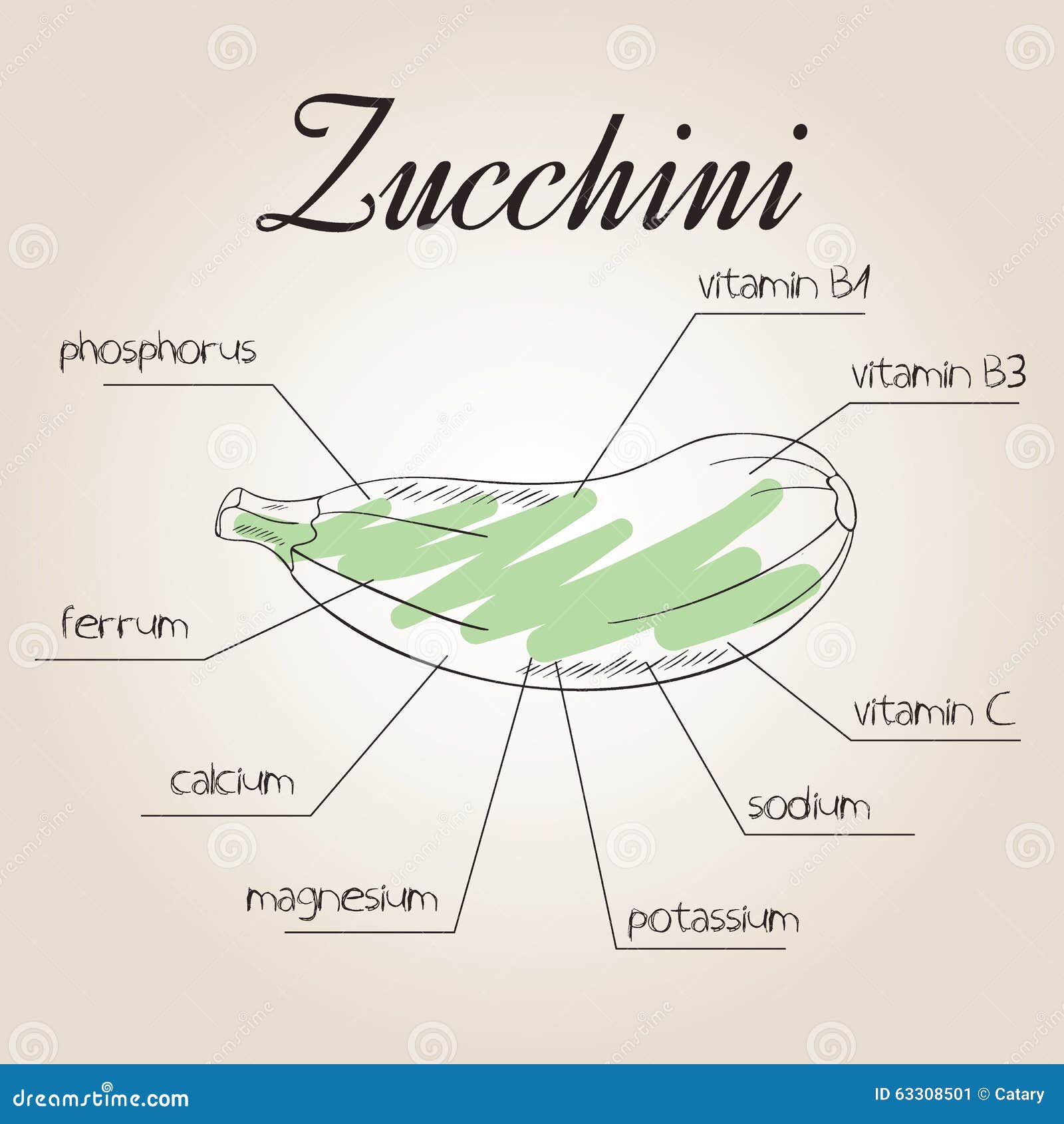 Vector Illustration of Nutrient List for Zucchini Stock Vector ...