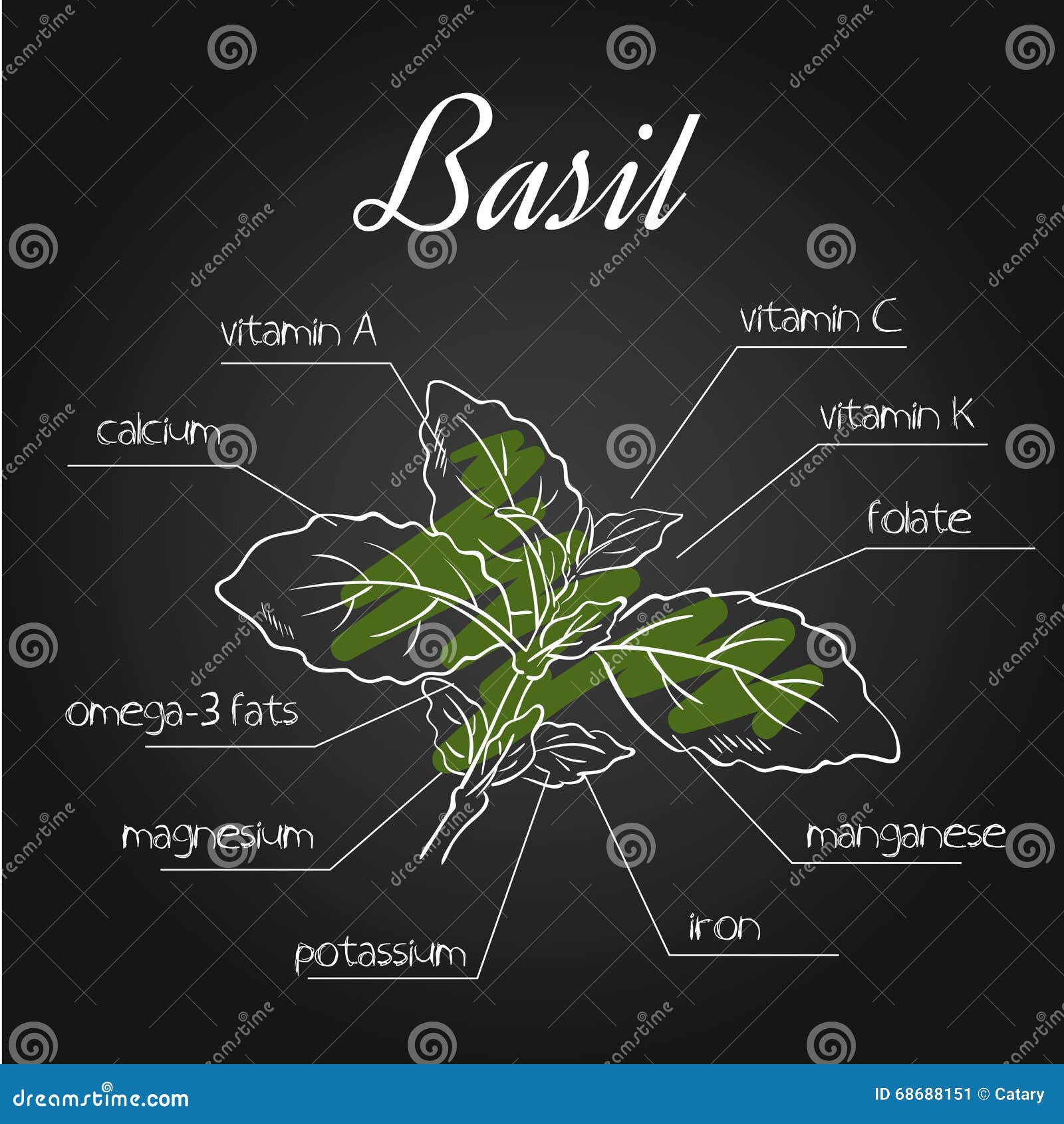 Vector Illustration of Nutrients List for Basil on Chalkboard Backdrop ...