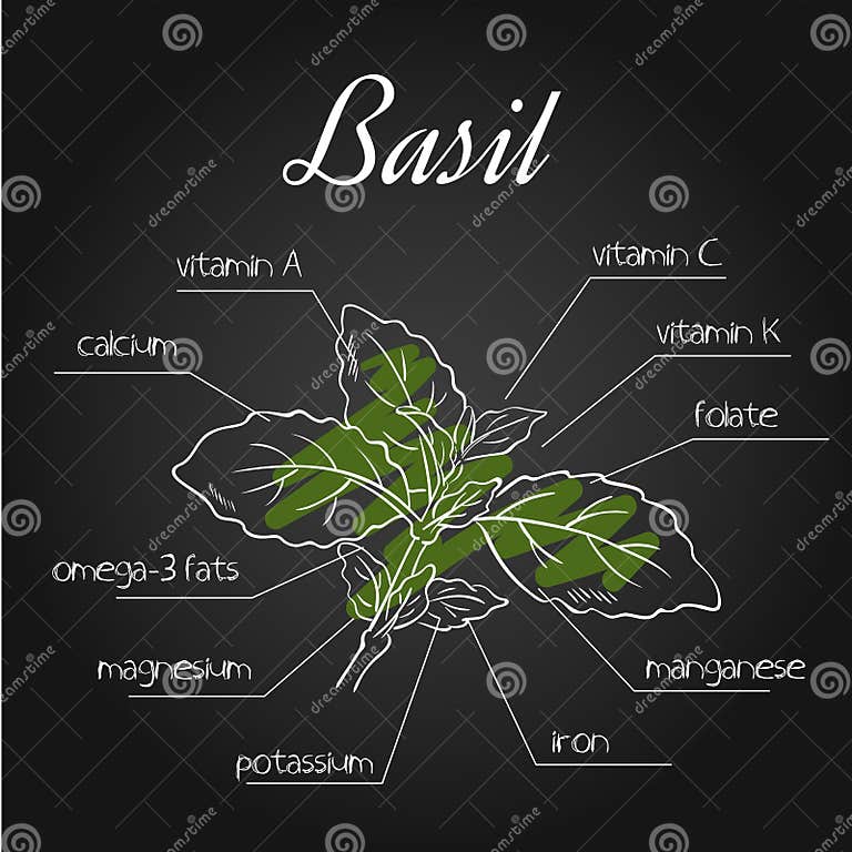 Vector Illustration of Nutrients List for Basil on Chalkboard Backdrop ...
