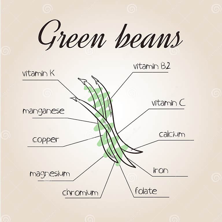 Vector Illustration of Nutrients List for Green Beans Stock Vector ...