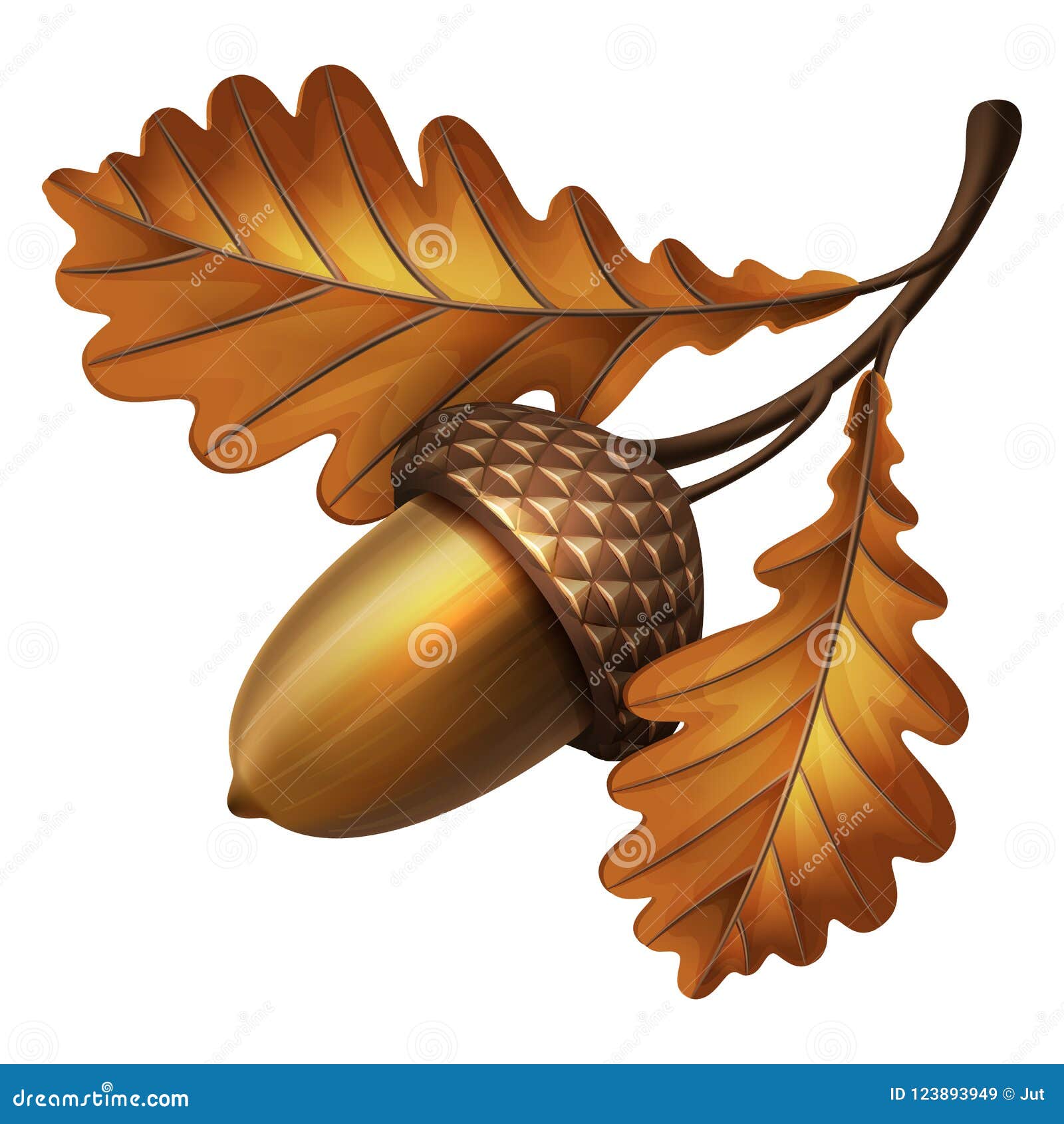 Vector Illustration - Oak Branch with Acorns and Leaves Stock Vector ... Vector Illustration - Oak Branch with Acorns and Leaves Stock Vector ...