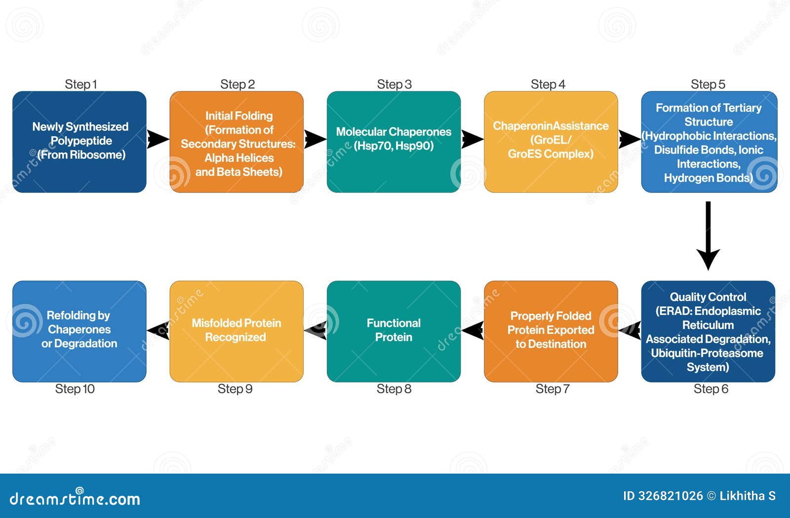 Visual Flowchart of Protein Folding Pathways and Mechanisms with White ...