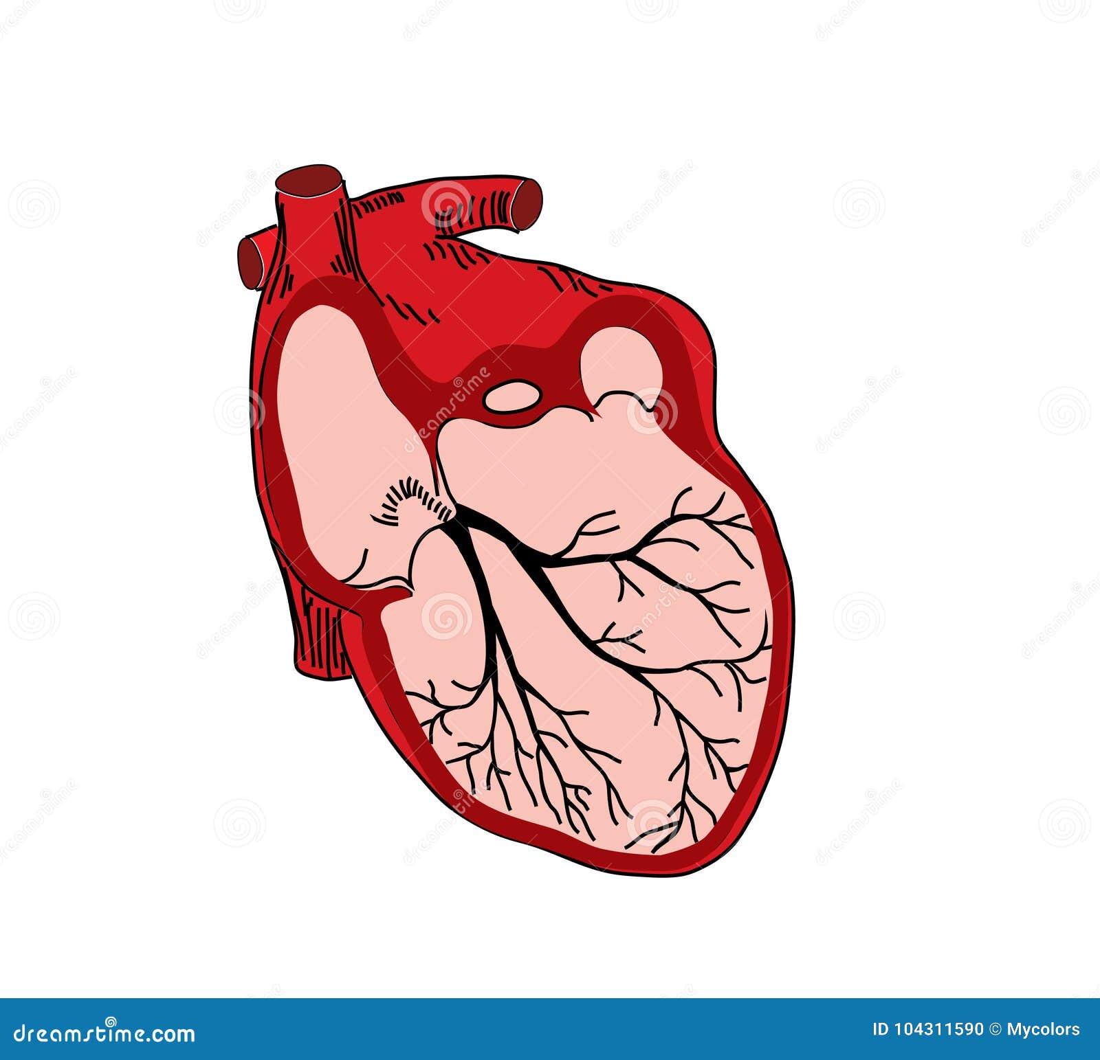 Vector Illustration of Open Heart Stock Vector - Illustration of close ...