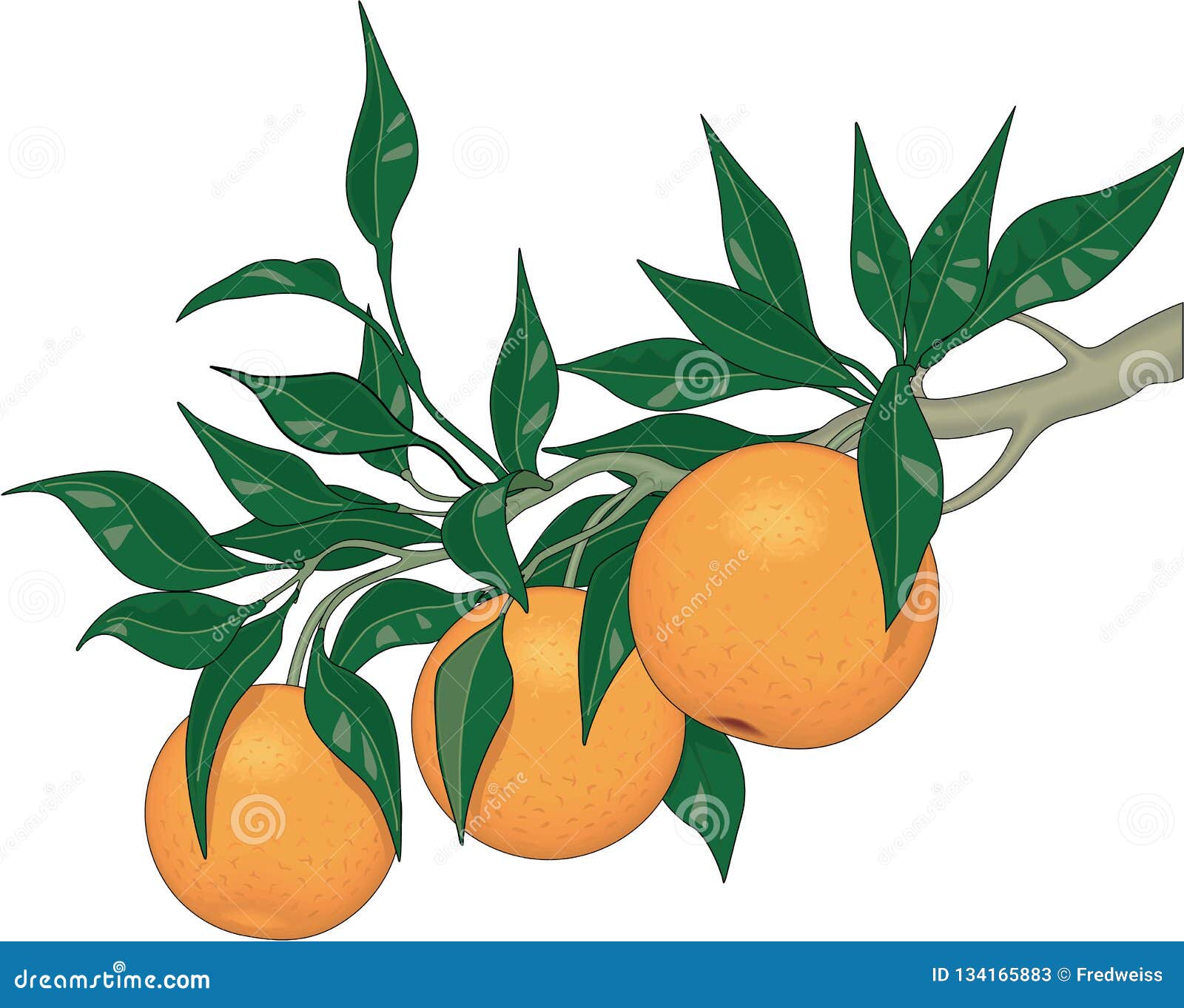 Orange Tree Limb Vector Illustration Stock Vector - Illustration of ...