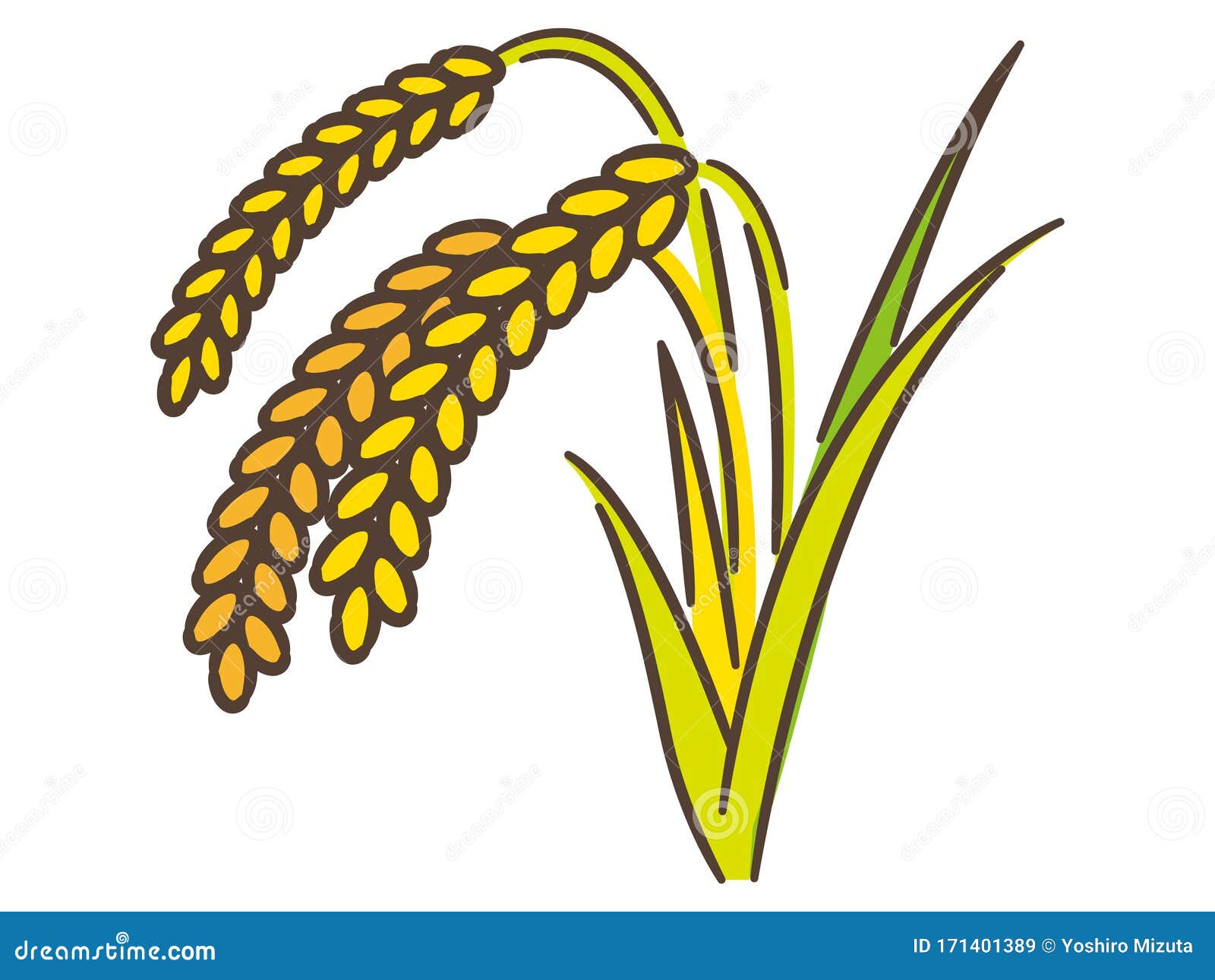 Ears of Rice with White Rice on White Background Stock Vector ...