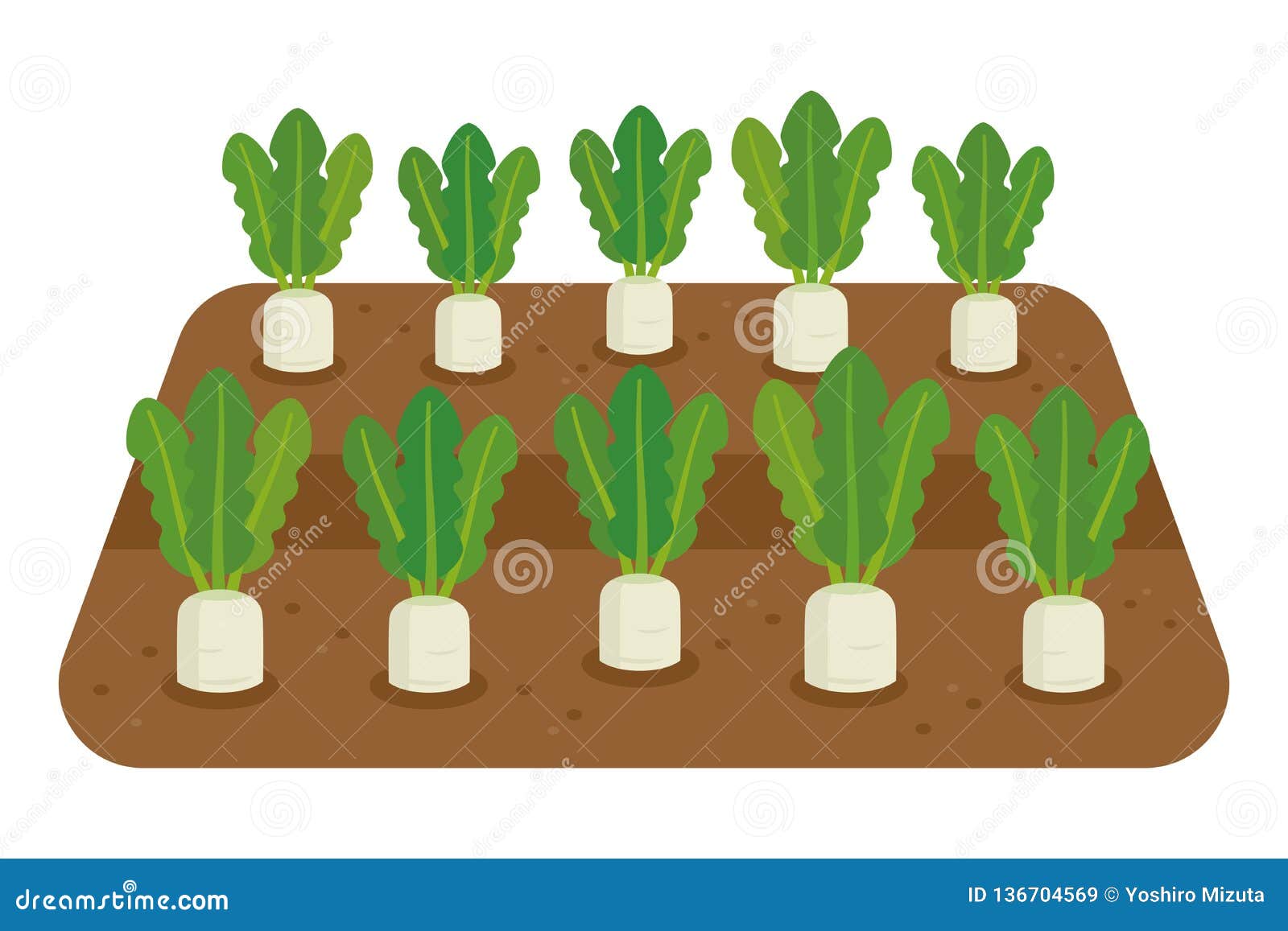 White radish of the field stock vector. Illustration of radish - 136704569