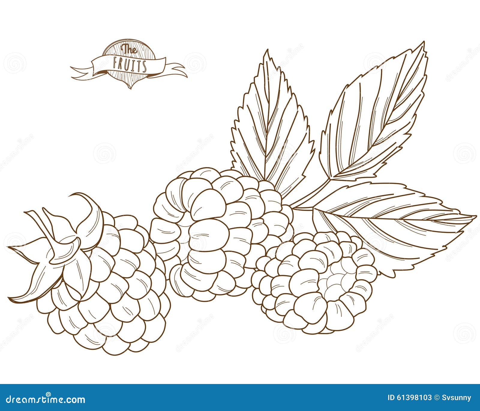 Vector Illustration Outline Hand Drawn Raspberry (flat Style, Th Stock ...