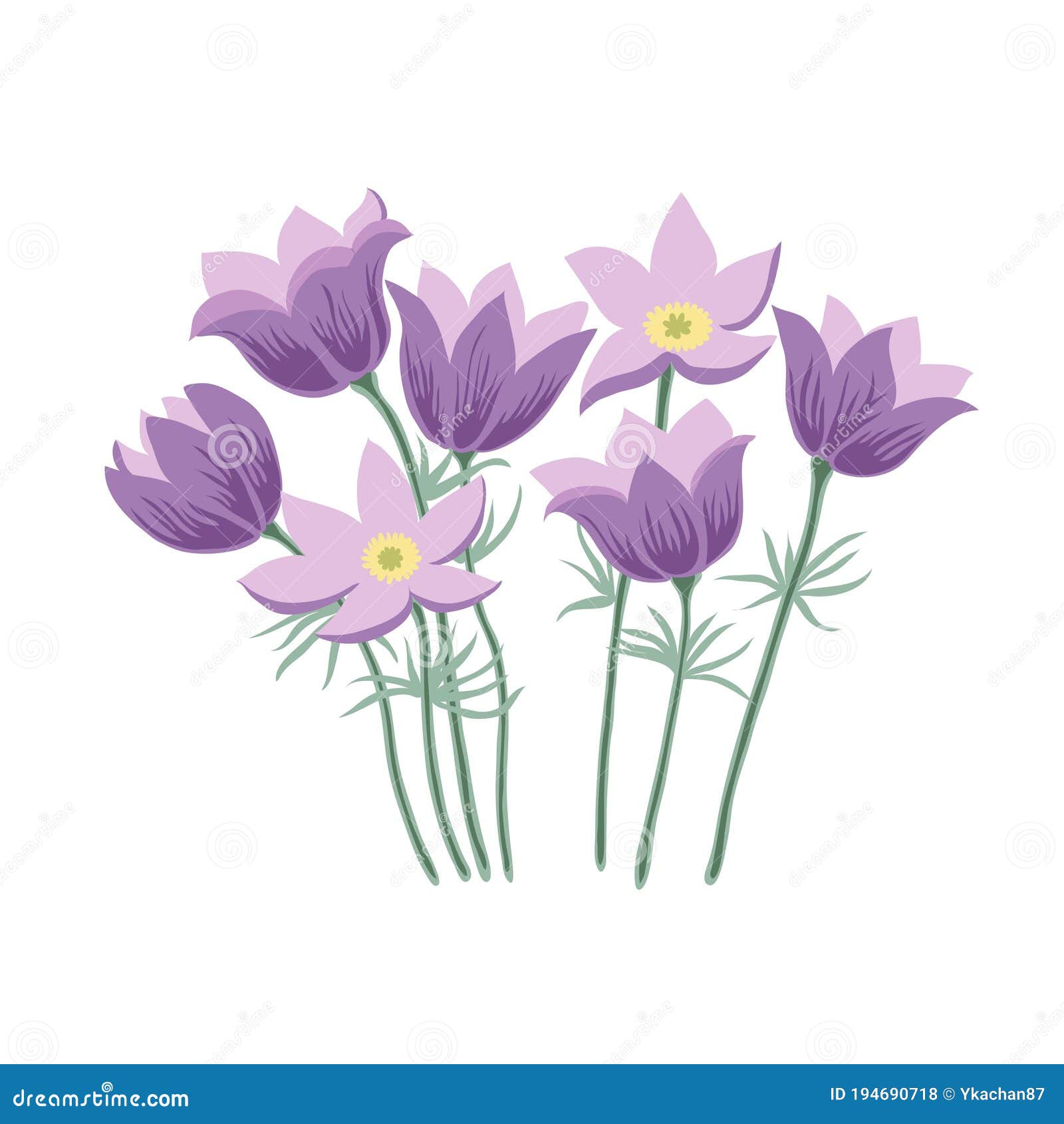 Vector Illustration with Pasque Flowers Isolated on White Background ...