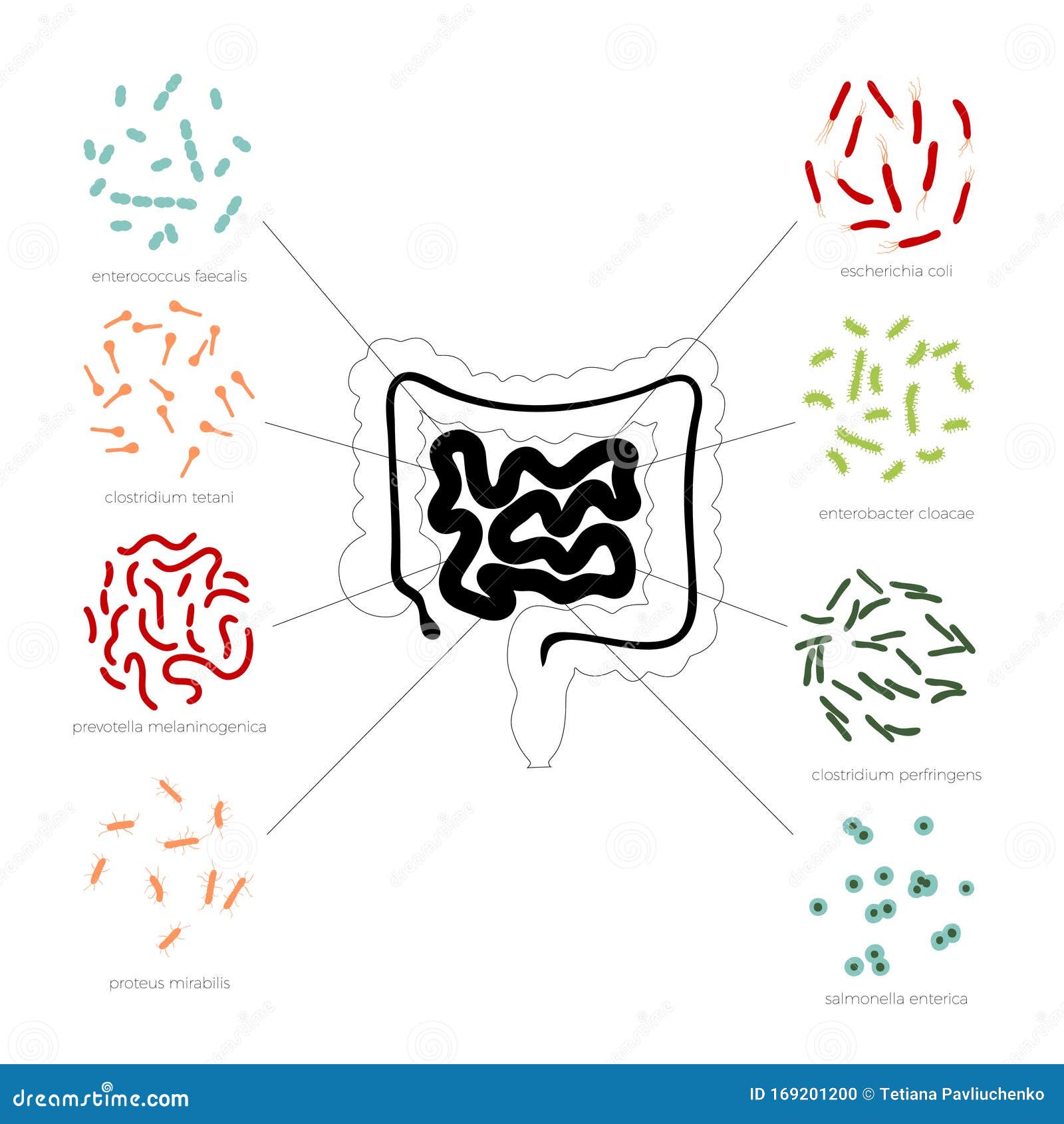 Vector Illustration of Pathogenic Bacteria Stock Vector - Illustration ...
