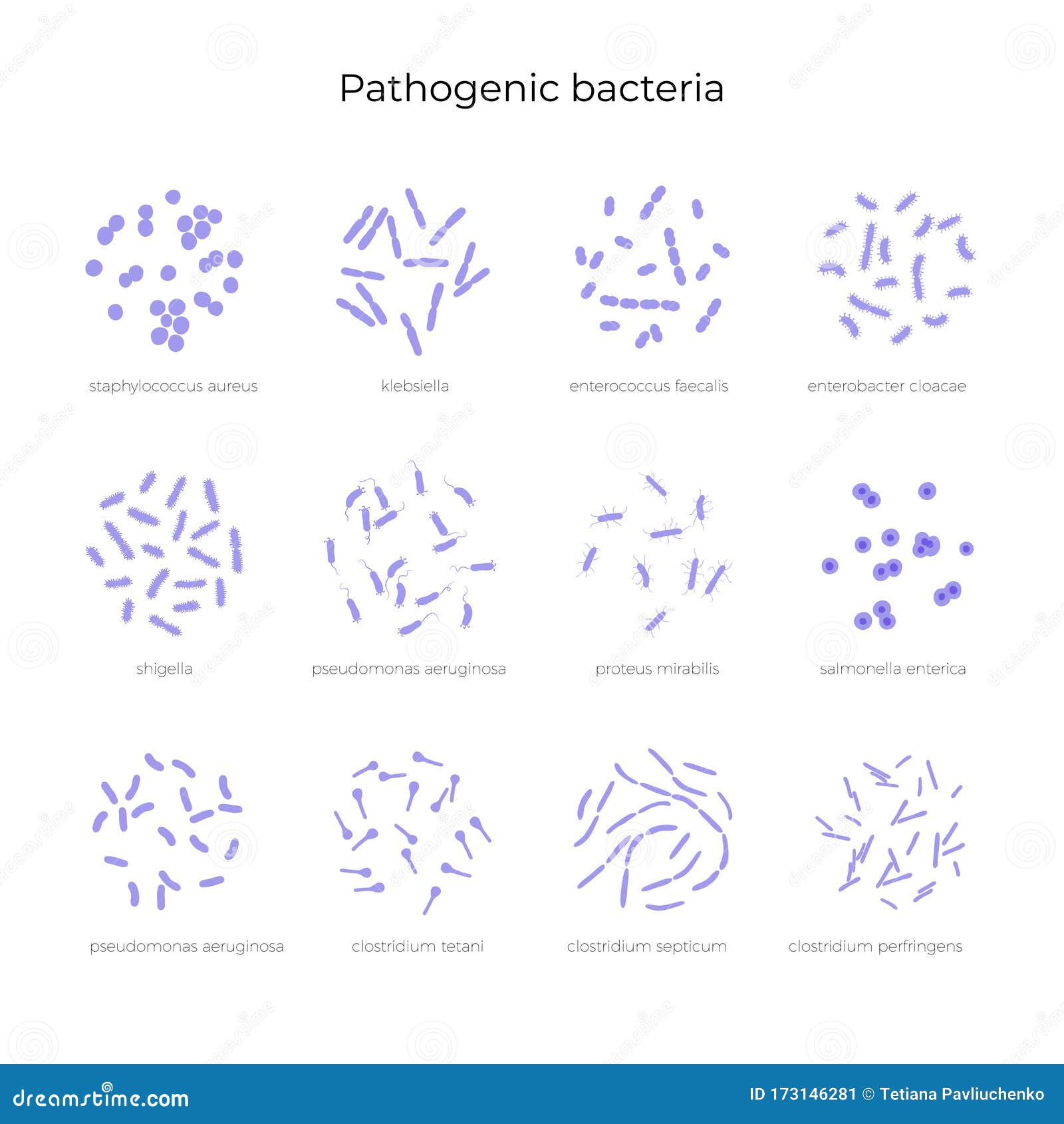 Vector Illustration of Pathogenic Bacteria Stock Vector - Illustration ...