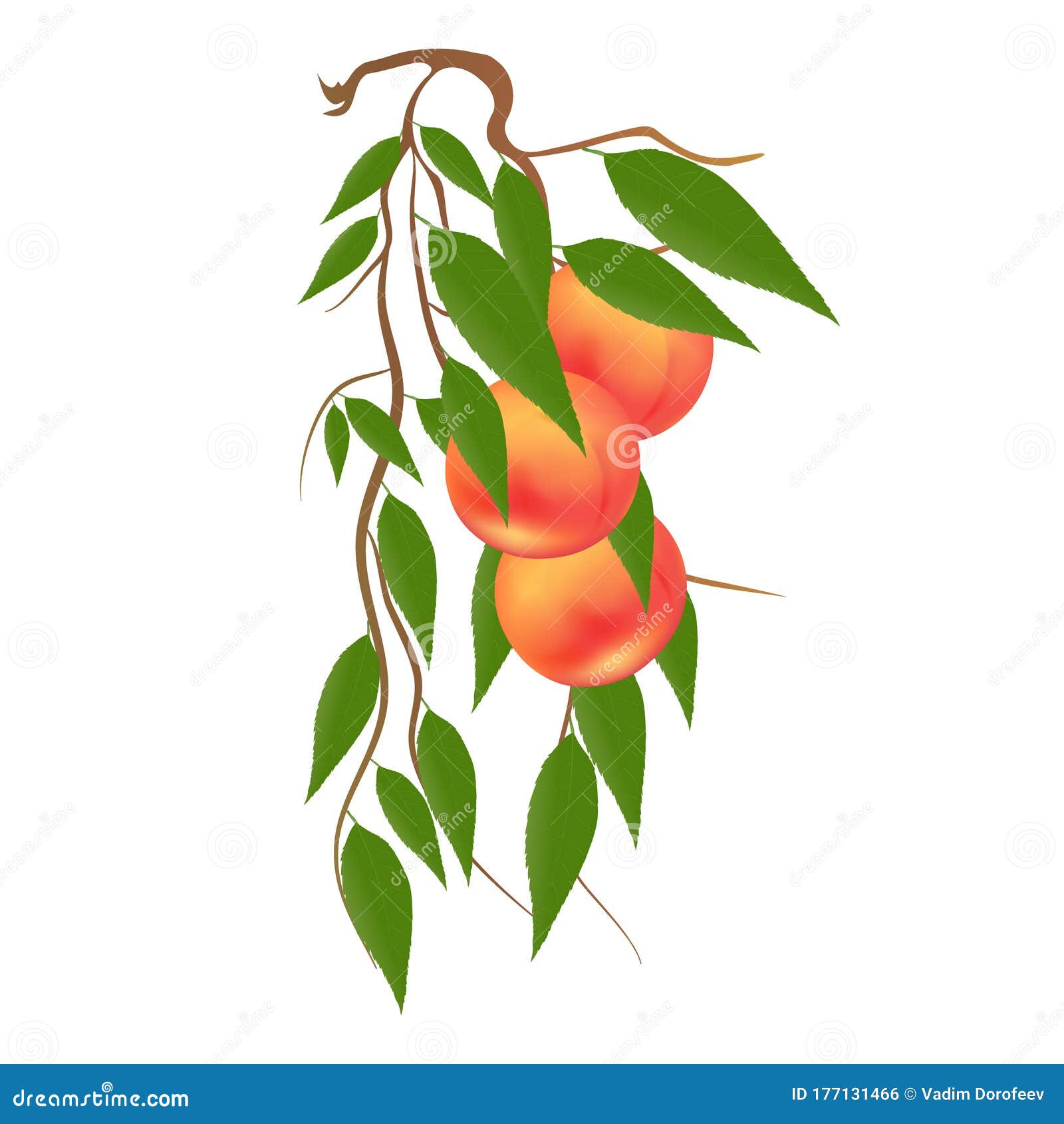 Vector Illustration of a Peach Branch with Green Leaves on a White ...