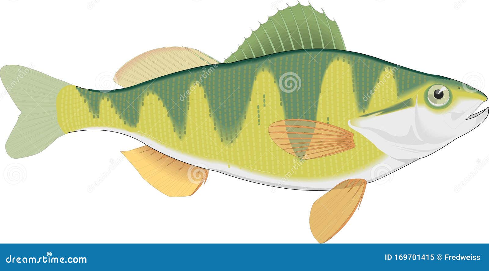 Perch Vector Illustration stock vector. Illustration of fresh - 169701415