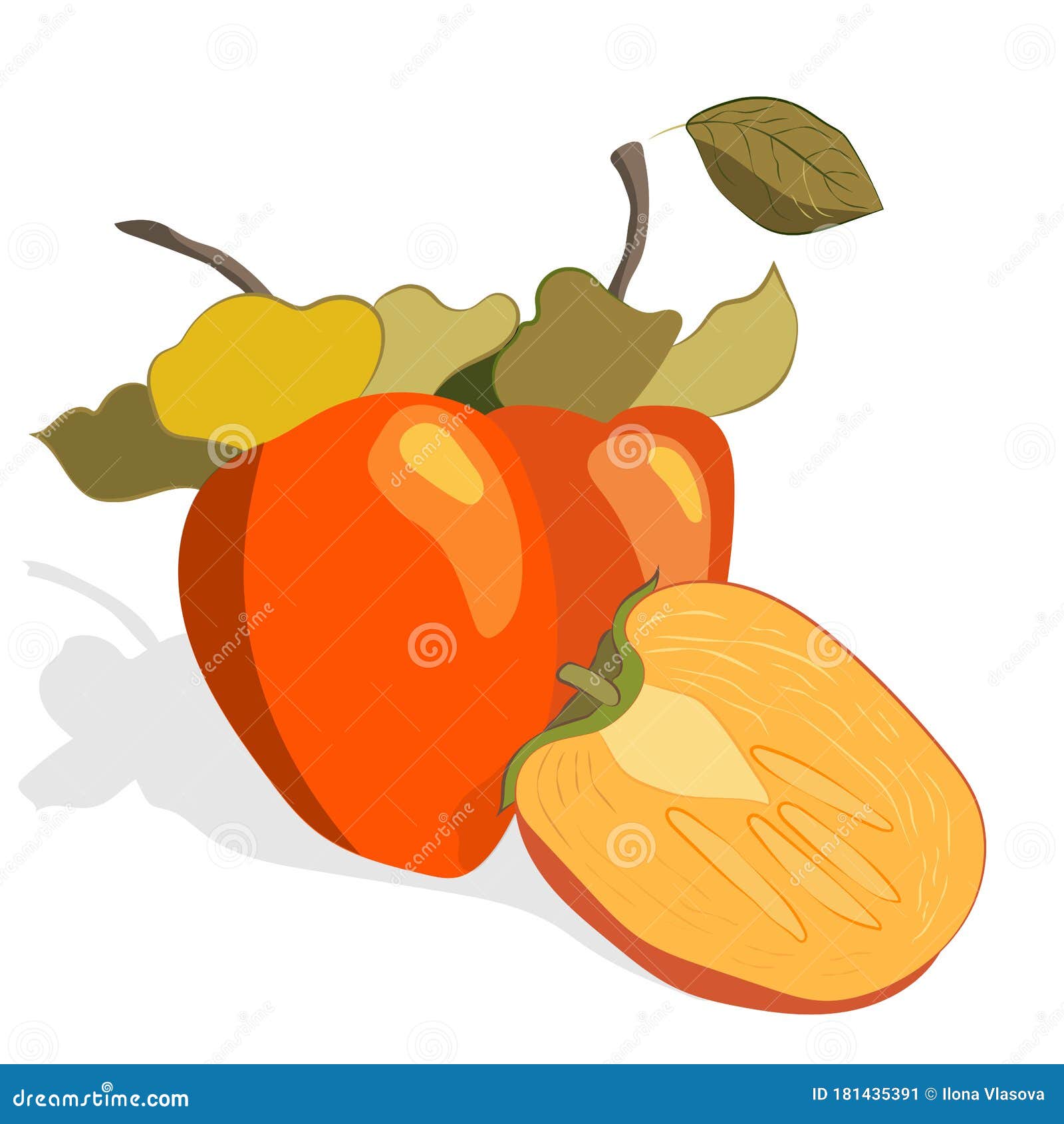 Vector Illustration of a Persimmon Tree Branch. Stock Vector ...
