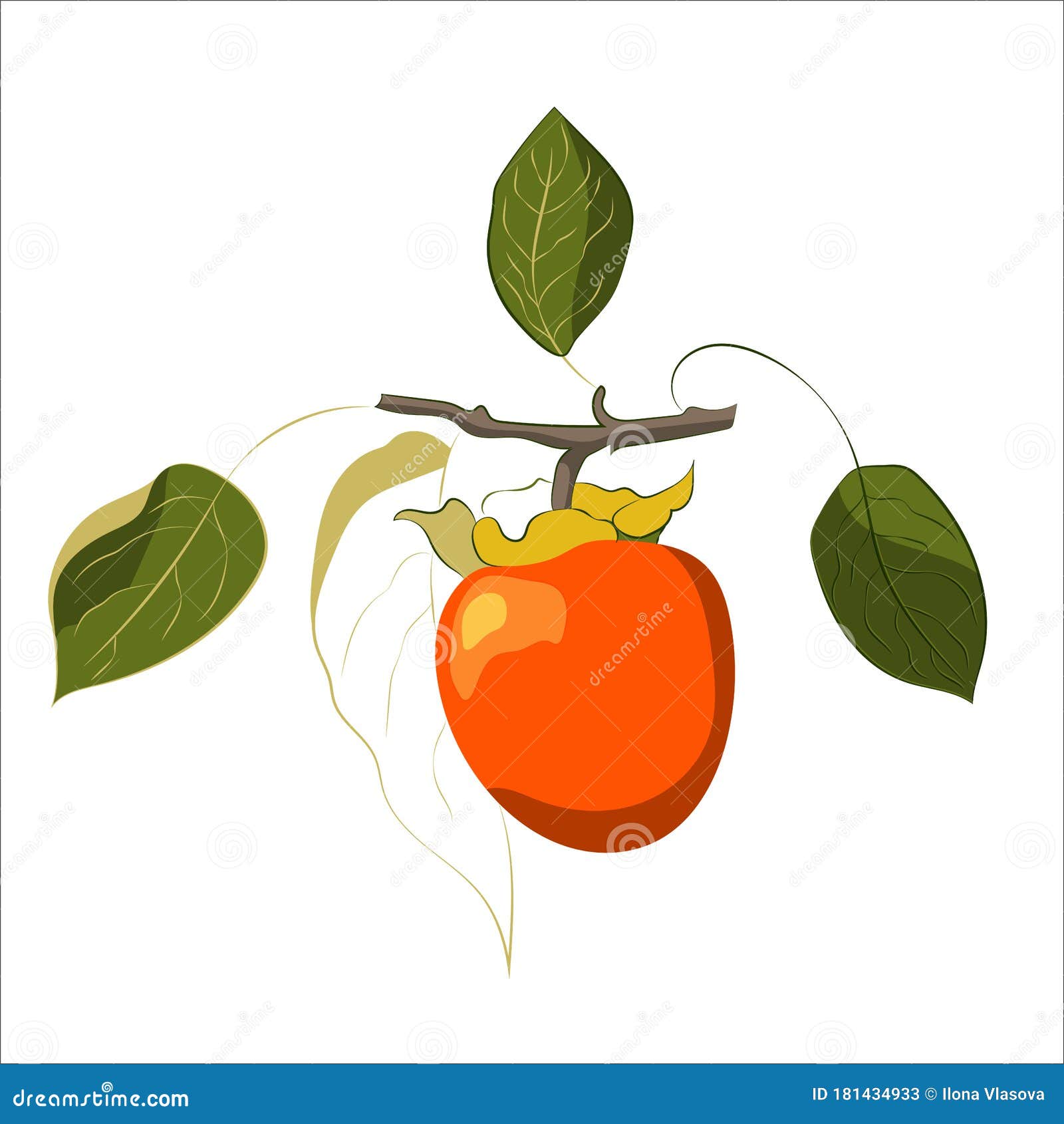 Vector Illustration of a Persimmon Tree Branch Stock Illustration ...