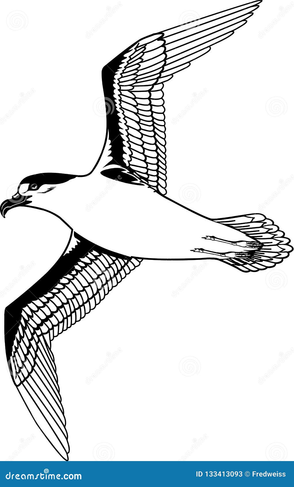 Petrel Flying Illustration stock vector. Illustration of animals ...