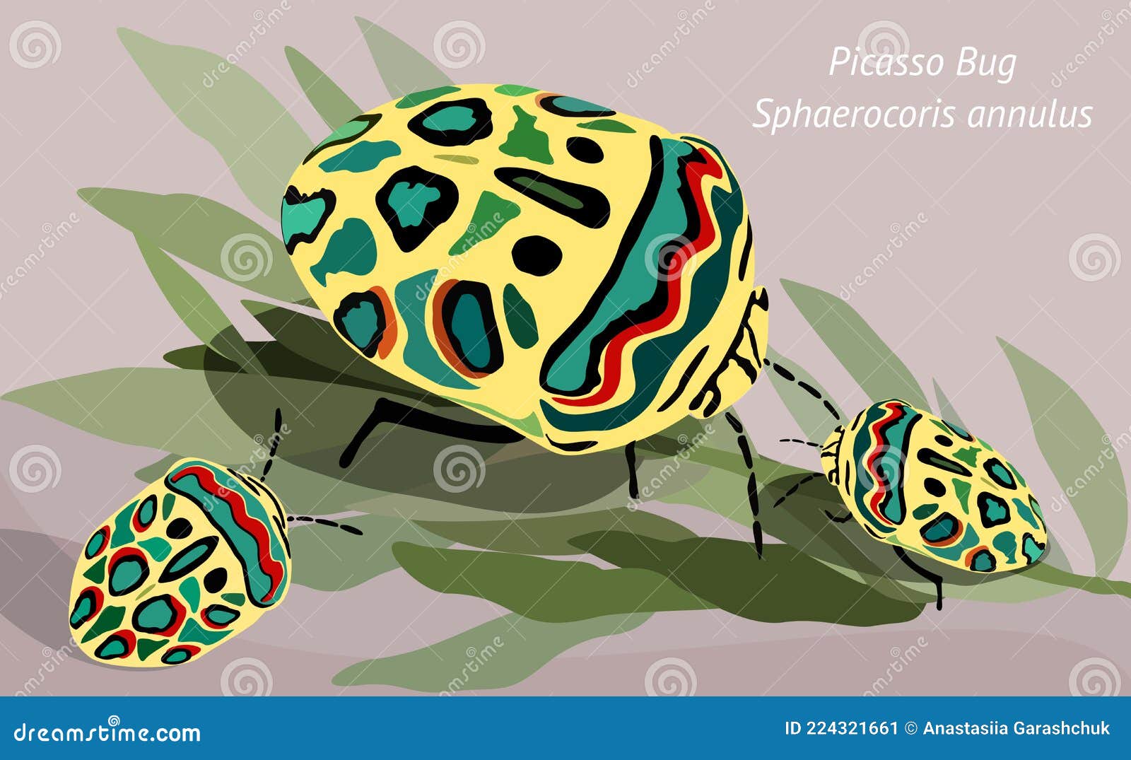 Beetle Picasso Coloring Book. Bedbug Illustration Cartoon Vector ...