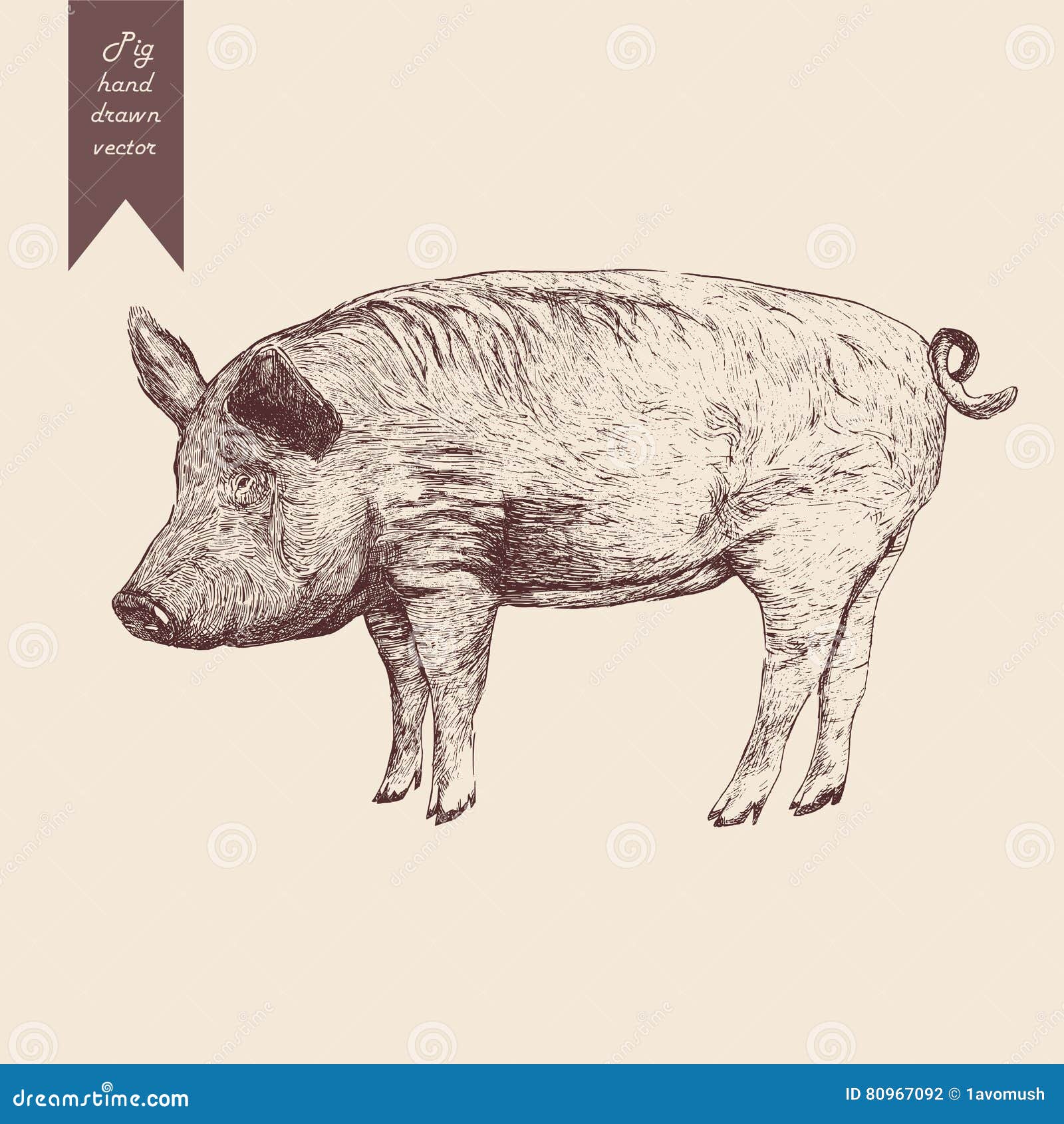 Vector Illustration of a Pig. Hand Drawn. Vintage Style. Stock Vector ...