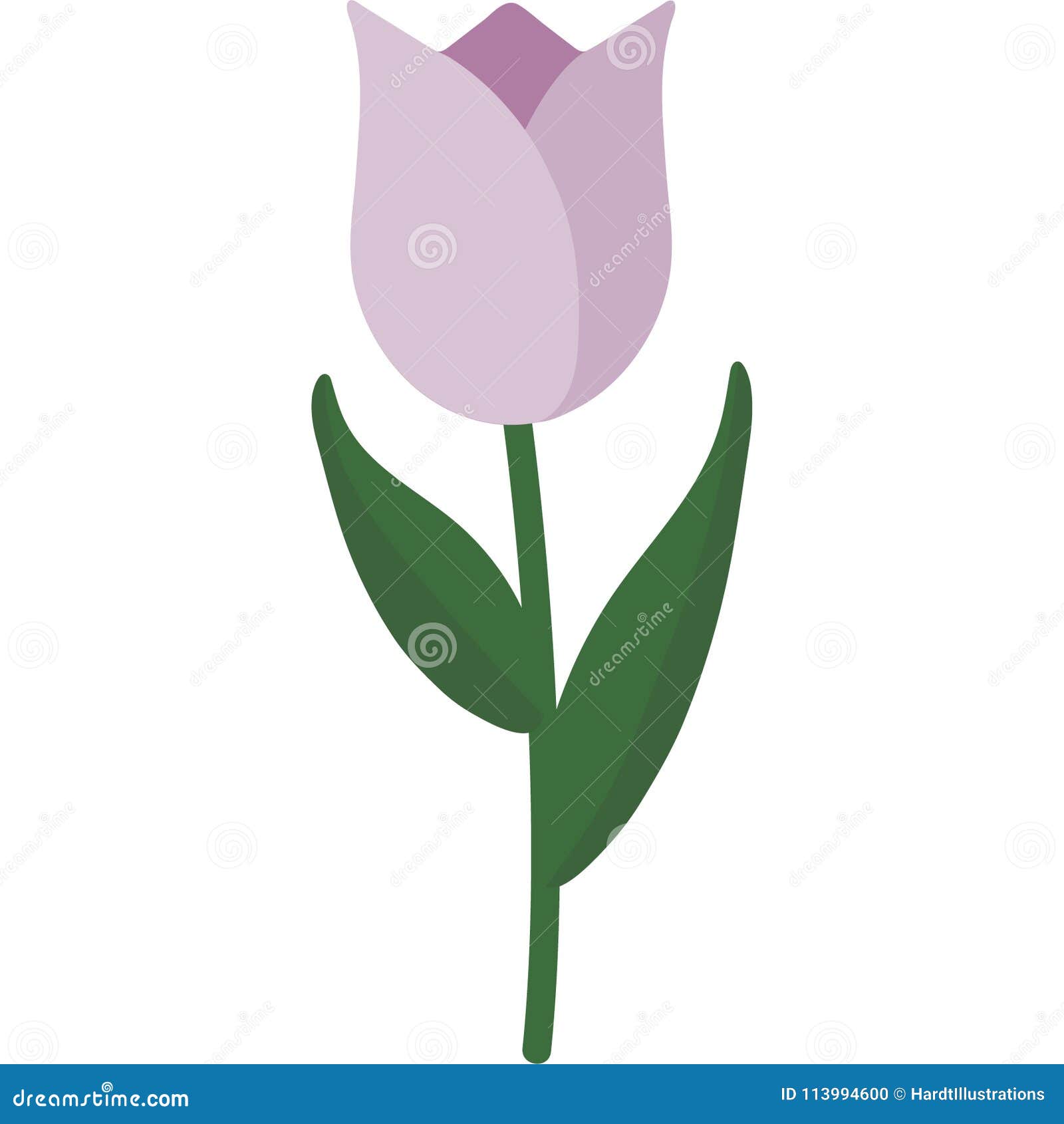 Pink Tulip Vector Illustration Stock Illustration - Illustration of ...