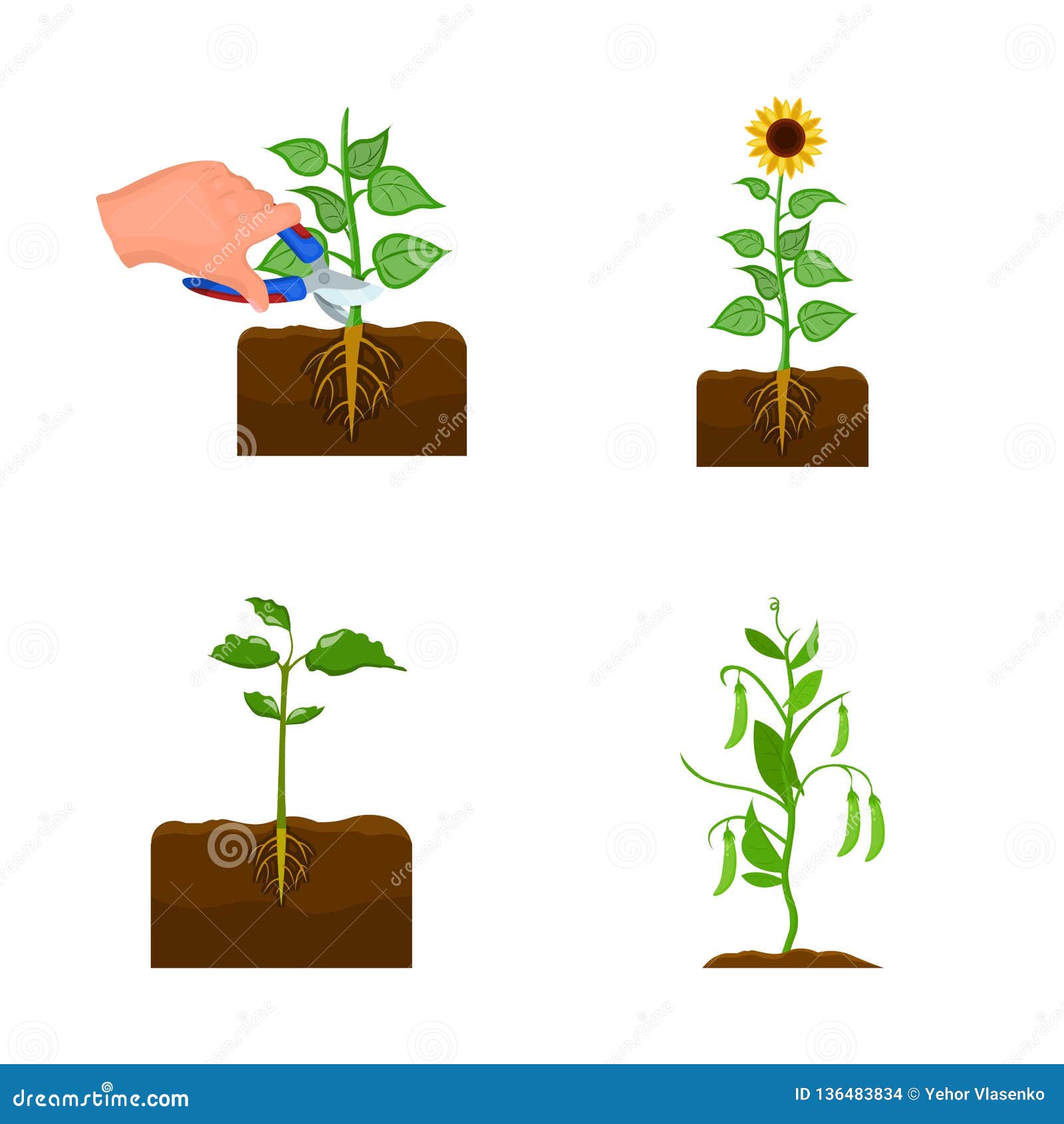 Vector Illustration of Plant and Bean Logo. Collection of Plant and ...