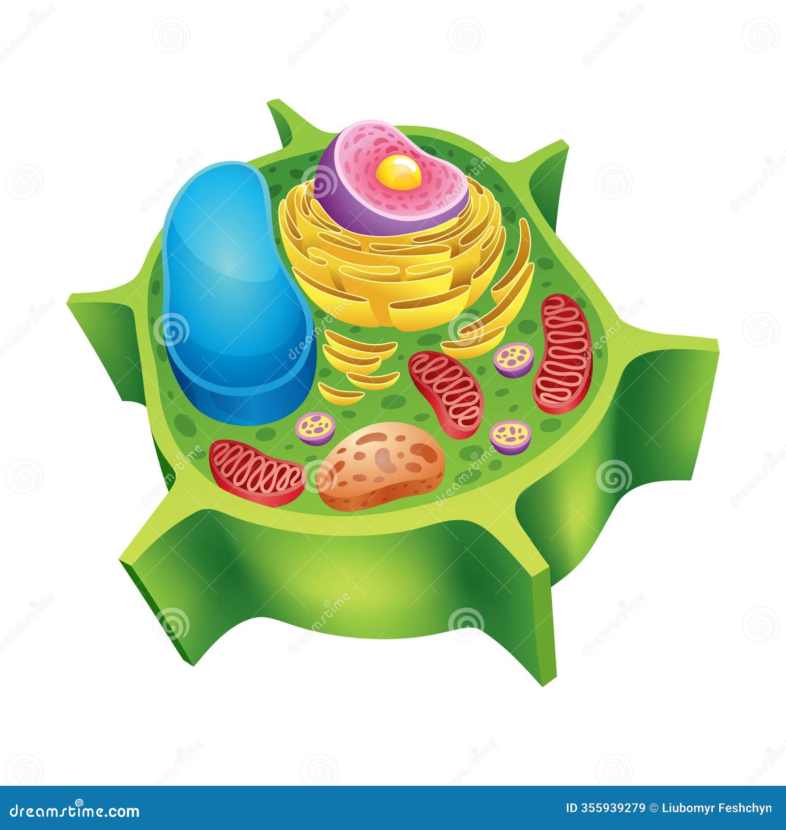 Vector Illustration of the Plant Cell Anatomy Structure. Educational ...