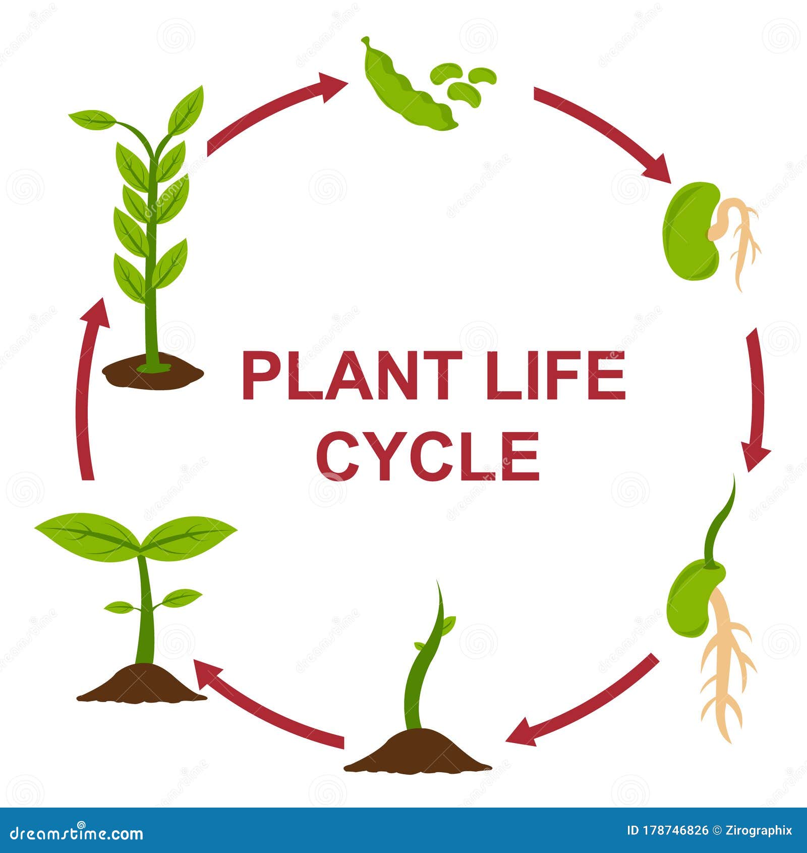 Plant Life Cycle Vector Illustration. Labeled Educational Development ... Plant Life Cycle Vector Illustration. Labeled Educational Development ...