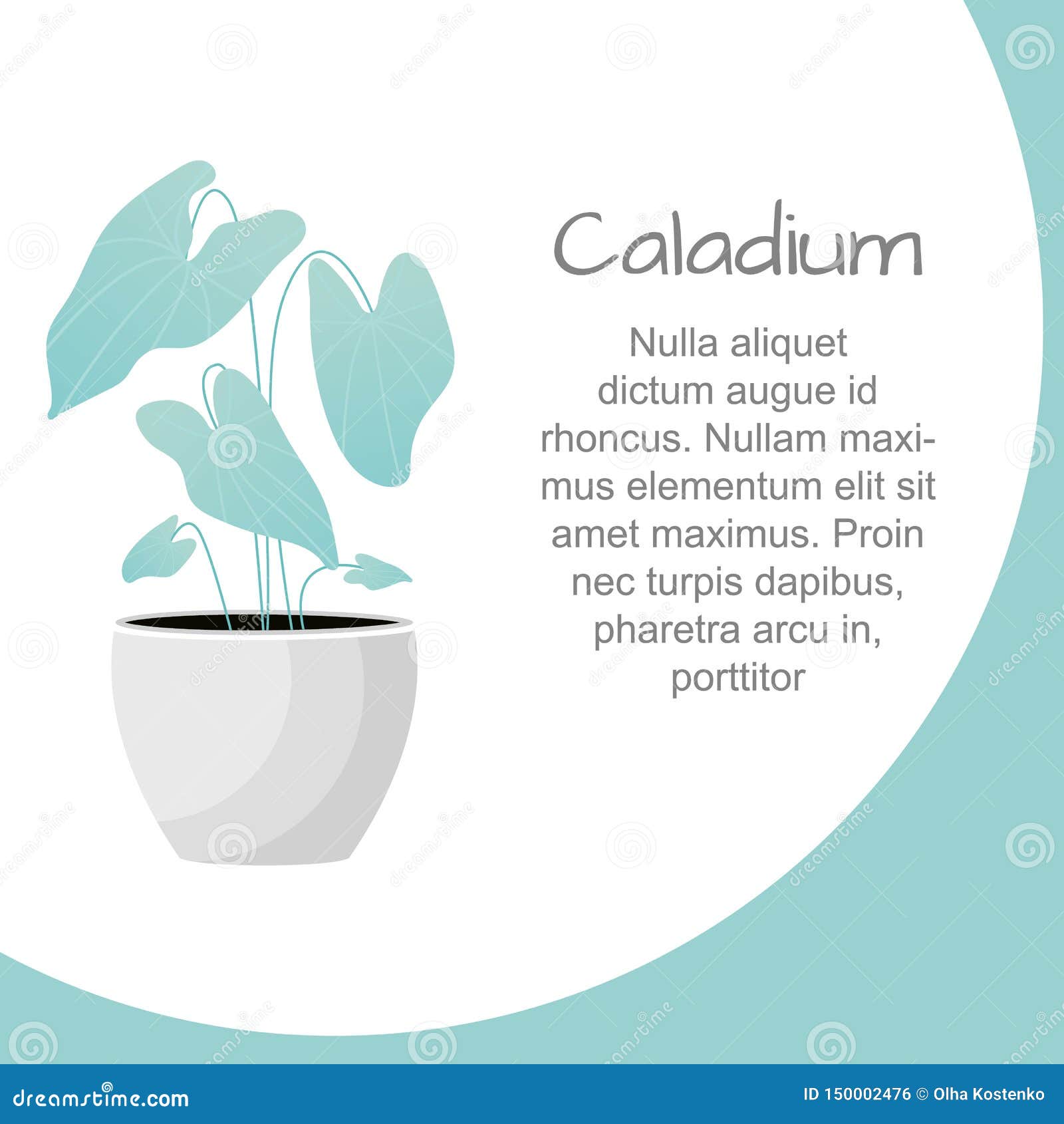 Plant in Pot. Caladium Flower Stock Vector - Illustration of ...