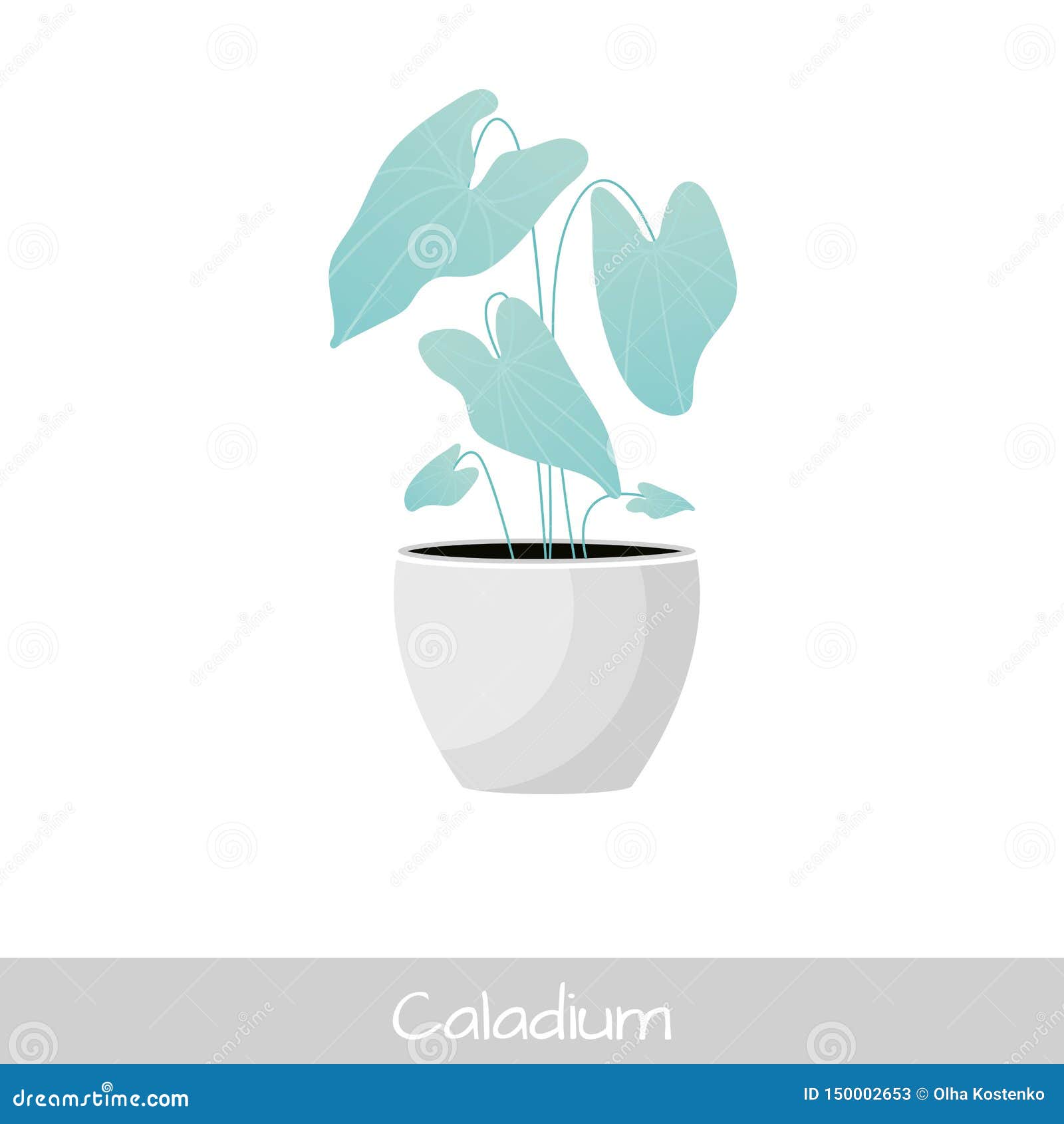 Illustration Of Caladium, Elephant Ear Or Colocasia Plants Background ...
