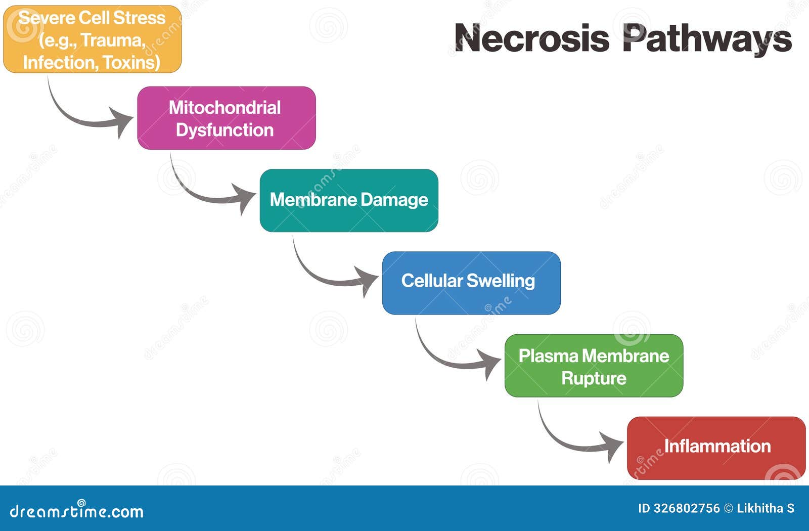 Detailed Necrosis Pathway Flowchart For Cellular Death Mechanisms With ...