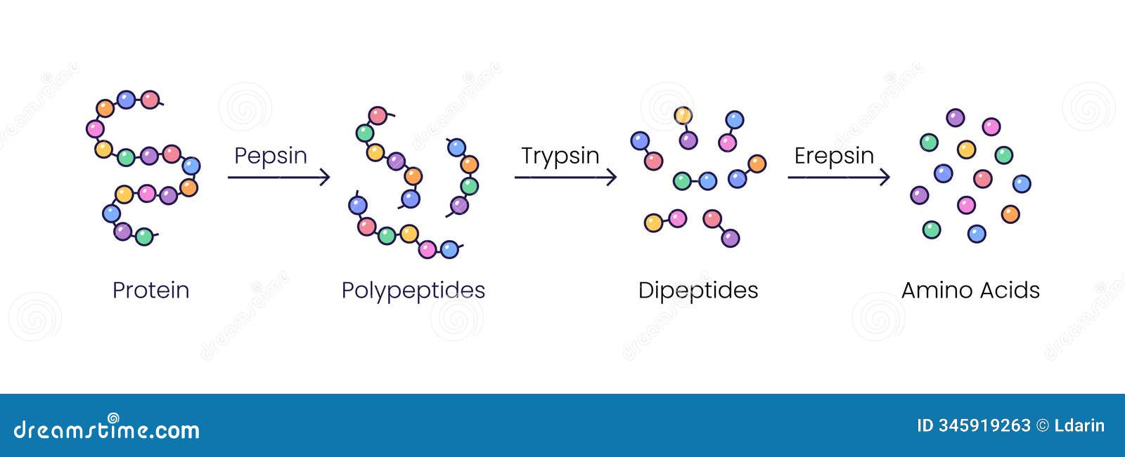 Digestion Of Protein Vector Protein Polypeptide Chains Amino Acid ...