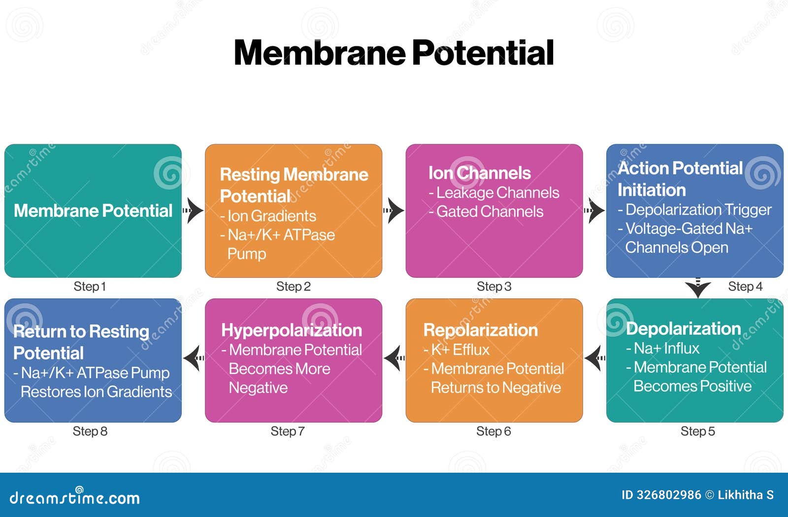 Detailed Vector Flowchart of Cellular Membrane Potential in Biology on ...
