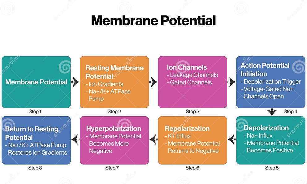 Detailed Vector Flowchart of Cellular Membrane Potential in Biology on ...