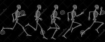 X-Ray View of the Running Cycle of Human Skeleton Vector Drawing Stock ...