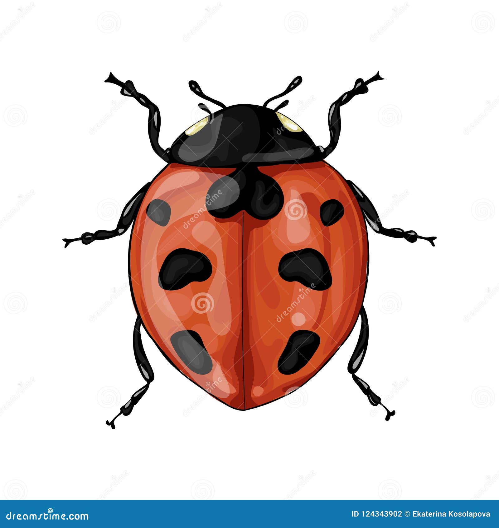 Realistic Ladybug On A White Background, Ladybird For Design And ...