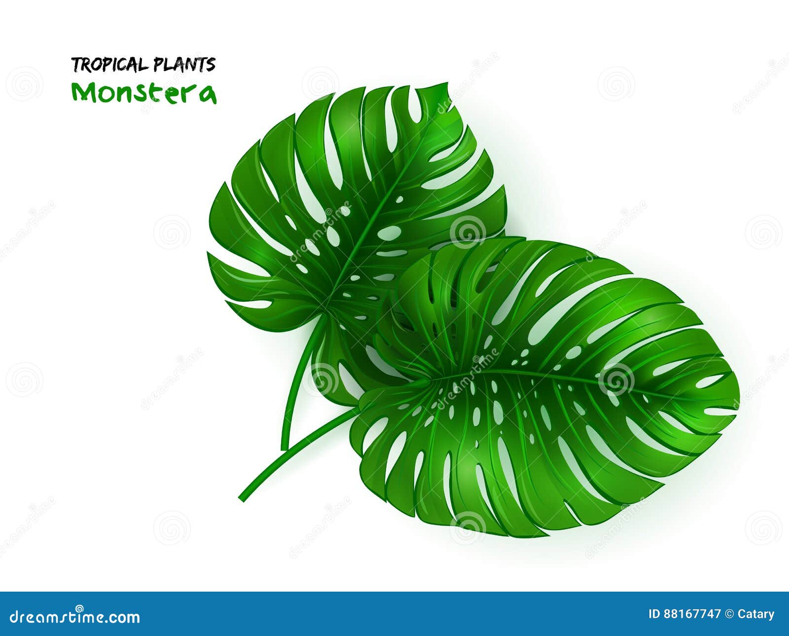 Vector Illustration of Realistic Tropical Monstera Plant Stock Vector ...