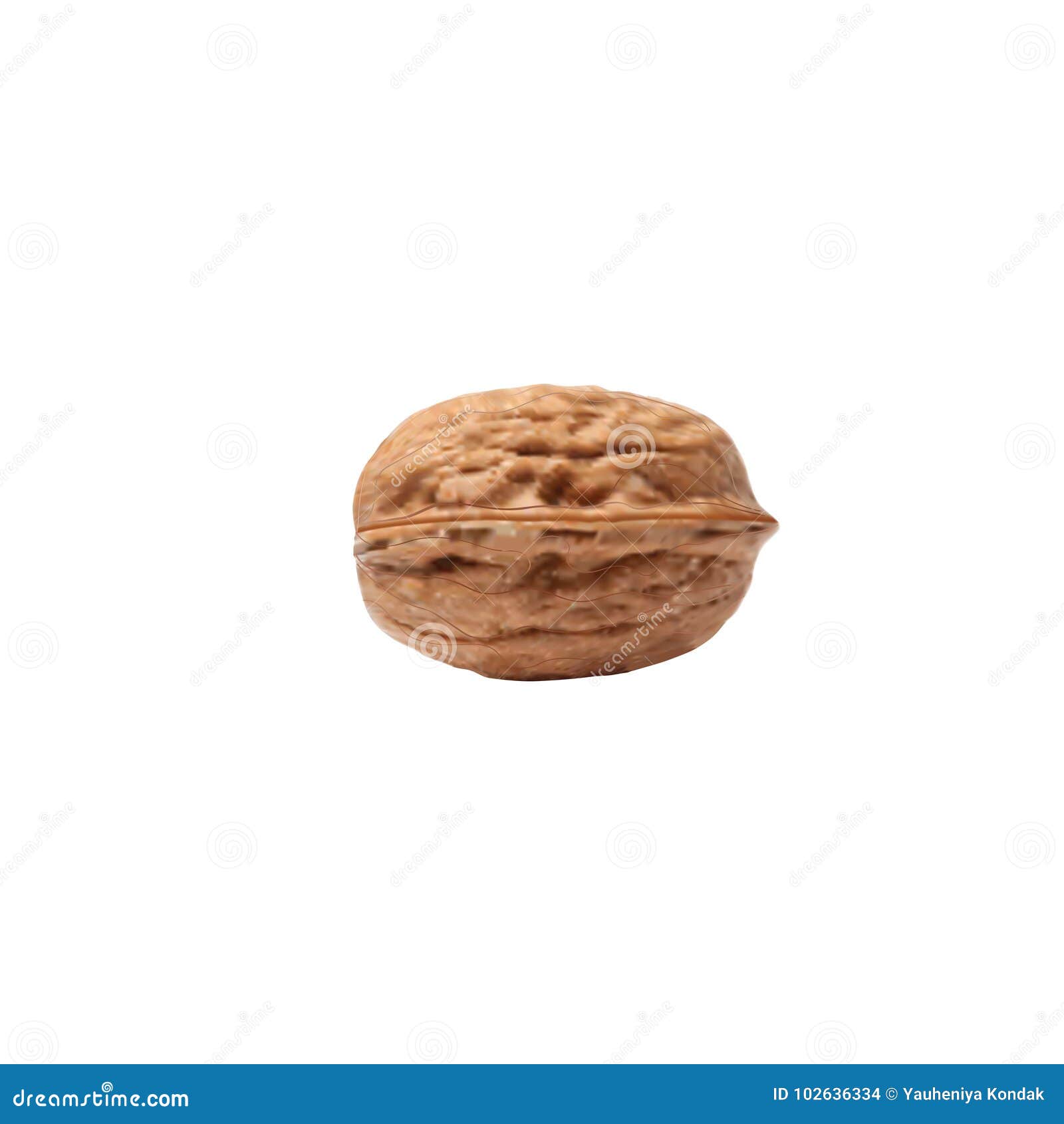 Vector Illustration of a Realistic Walnut Isolated on White Mesh. Stock ...